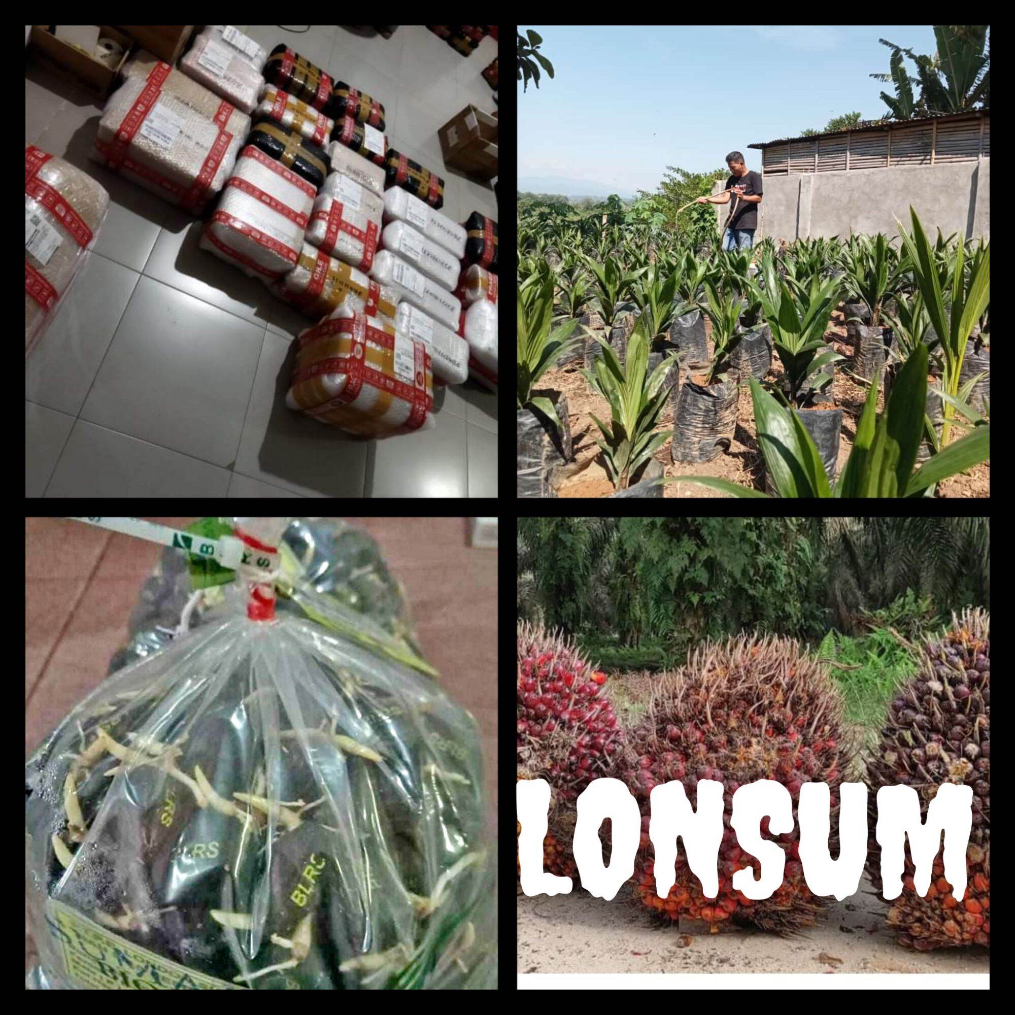 COD benih kecambah sawit DxP LONSUM unggul | Lazada Indonesia