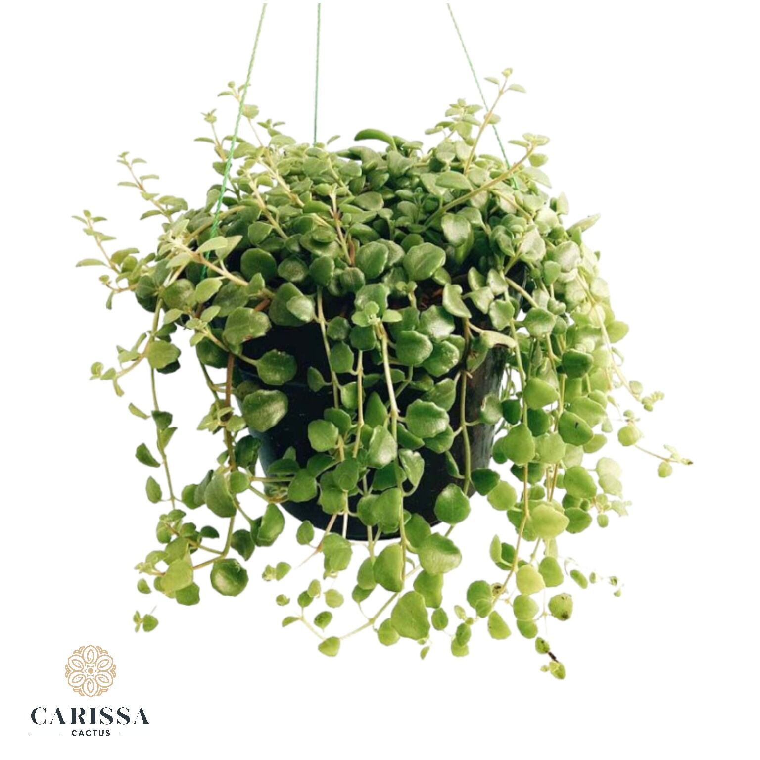 CARISSA CACTUS Tanaman hidup gantung MeatLeaf Bunga hias menjuntai ...