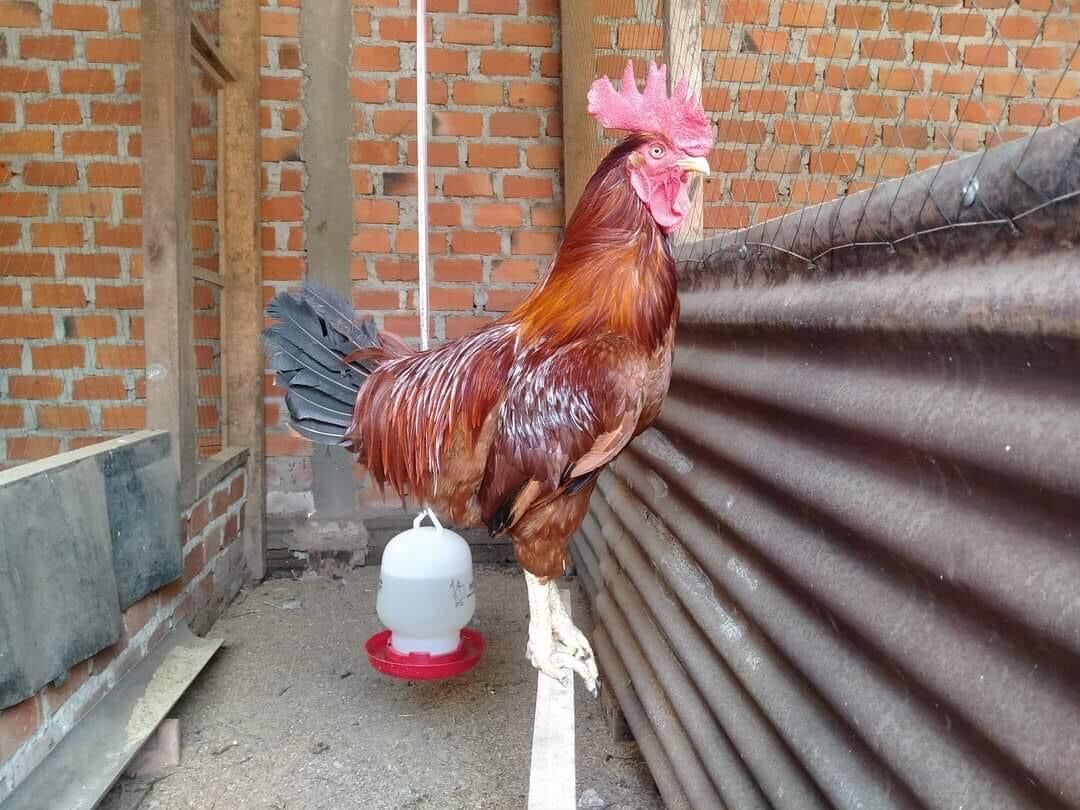 TELUR AYAM LARMOD/LAYER MODIF INDUKAN BESAR UNTUK DI TETASKAN | Lazada ...