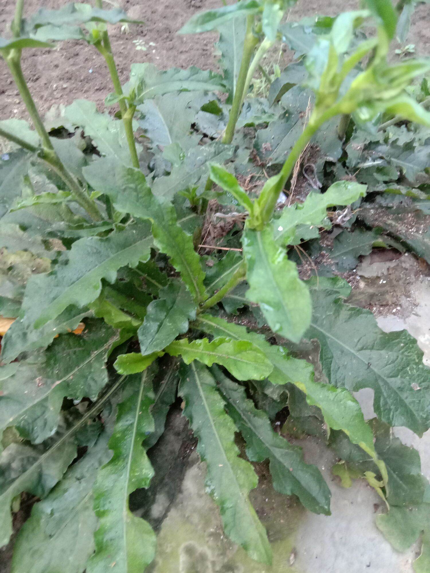 tanaman daun tapak liman | Lazada Indonesia