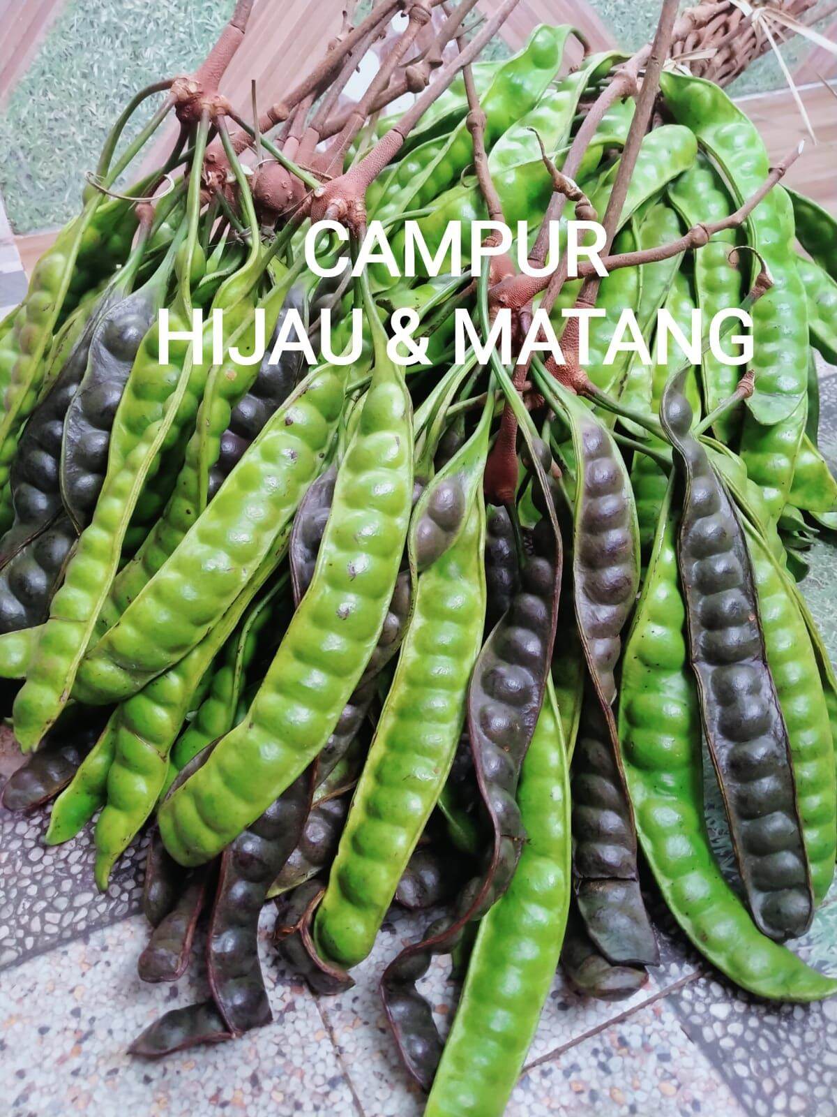 PETAI MATANG DARI POHON & PETE TUA MURAH BANJARNEGARA | Lazada Indonesia