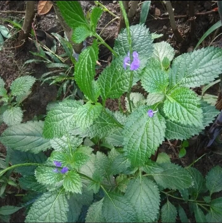 daun pecut kuda obat herbal 1 kg | Lazada Indonesia