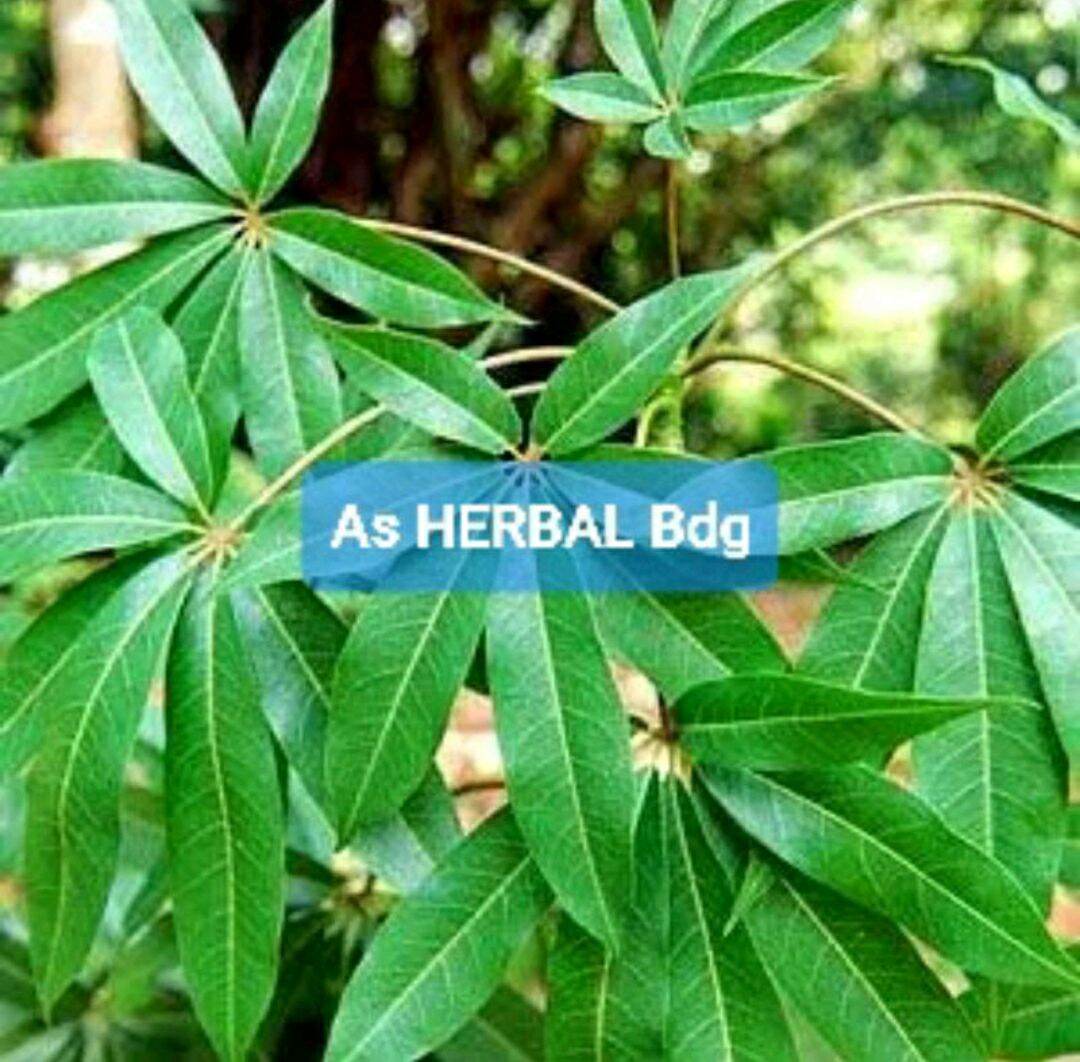 Daun randu segar 1 kg / daun pohon randu | Lazada Indonesia