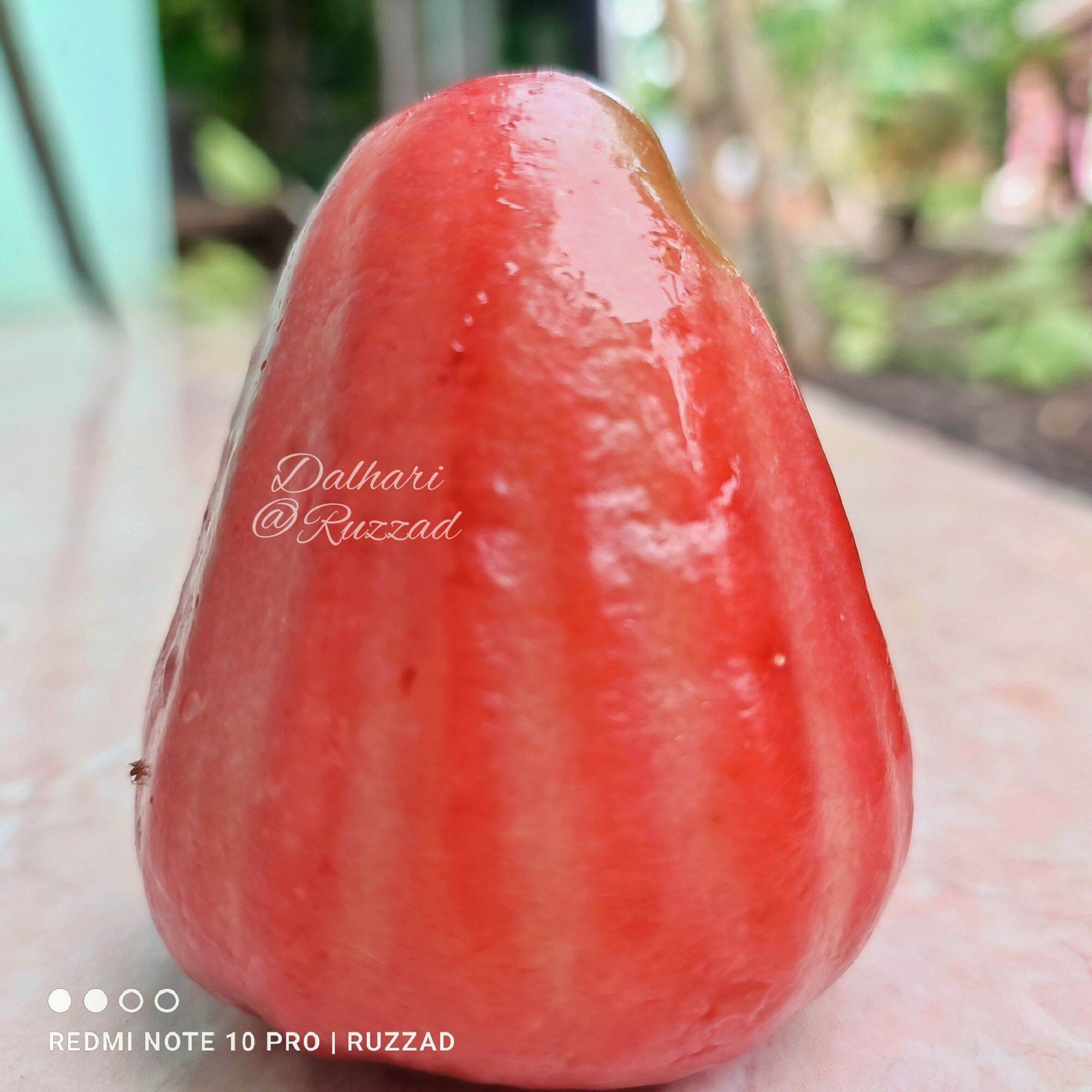 entres jambu air jenis dalhari | Lazada Indonesia