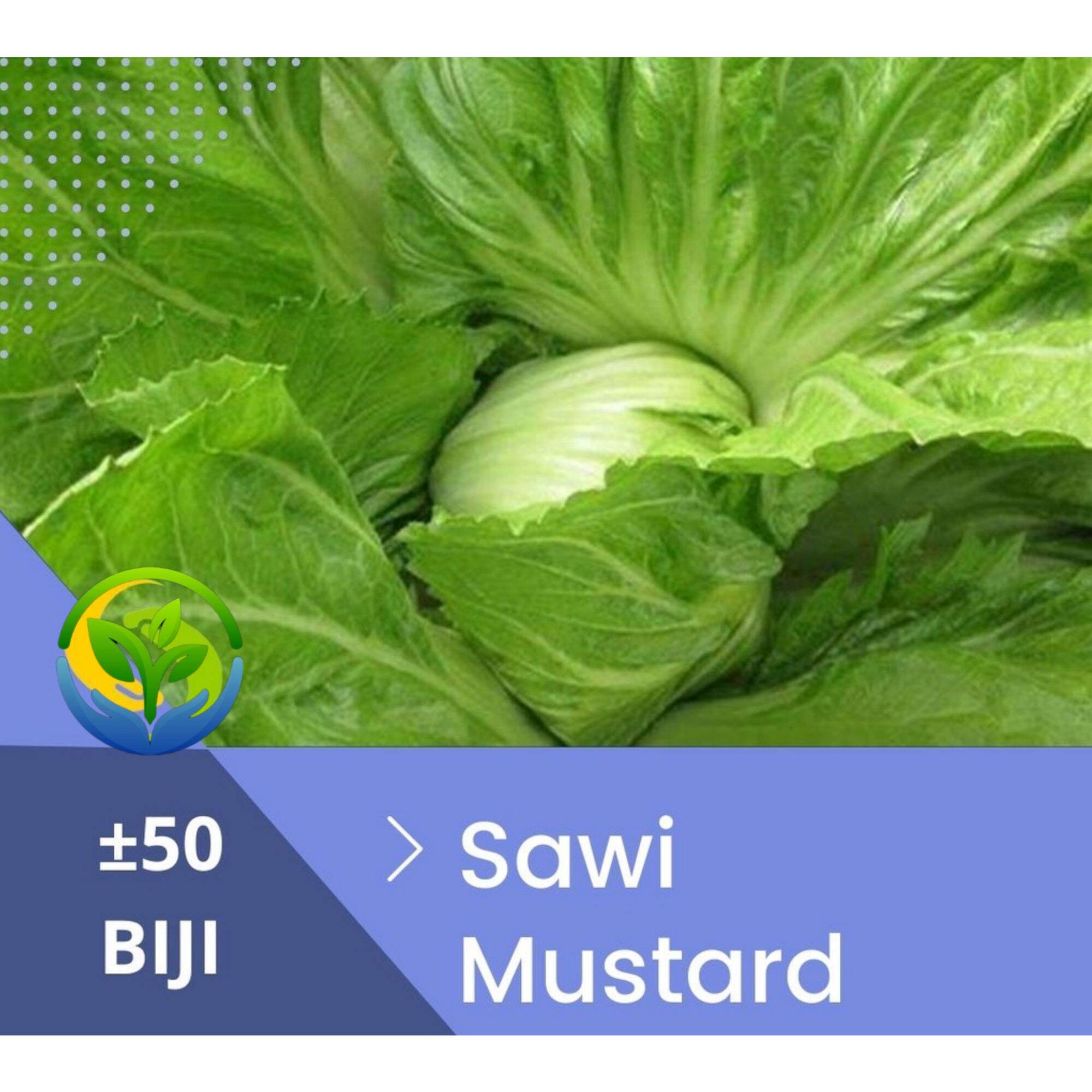 Biji Benih Sawi Mustard Siap Tanam Biji Sawi Super | Lazada Indonesia