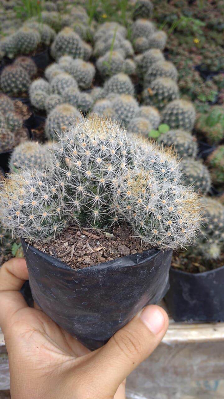 kaktus Mammilaria prolifera/kaktus cabai putih/kaktus Pasaman/kaktus ...
