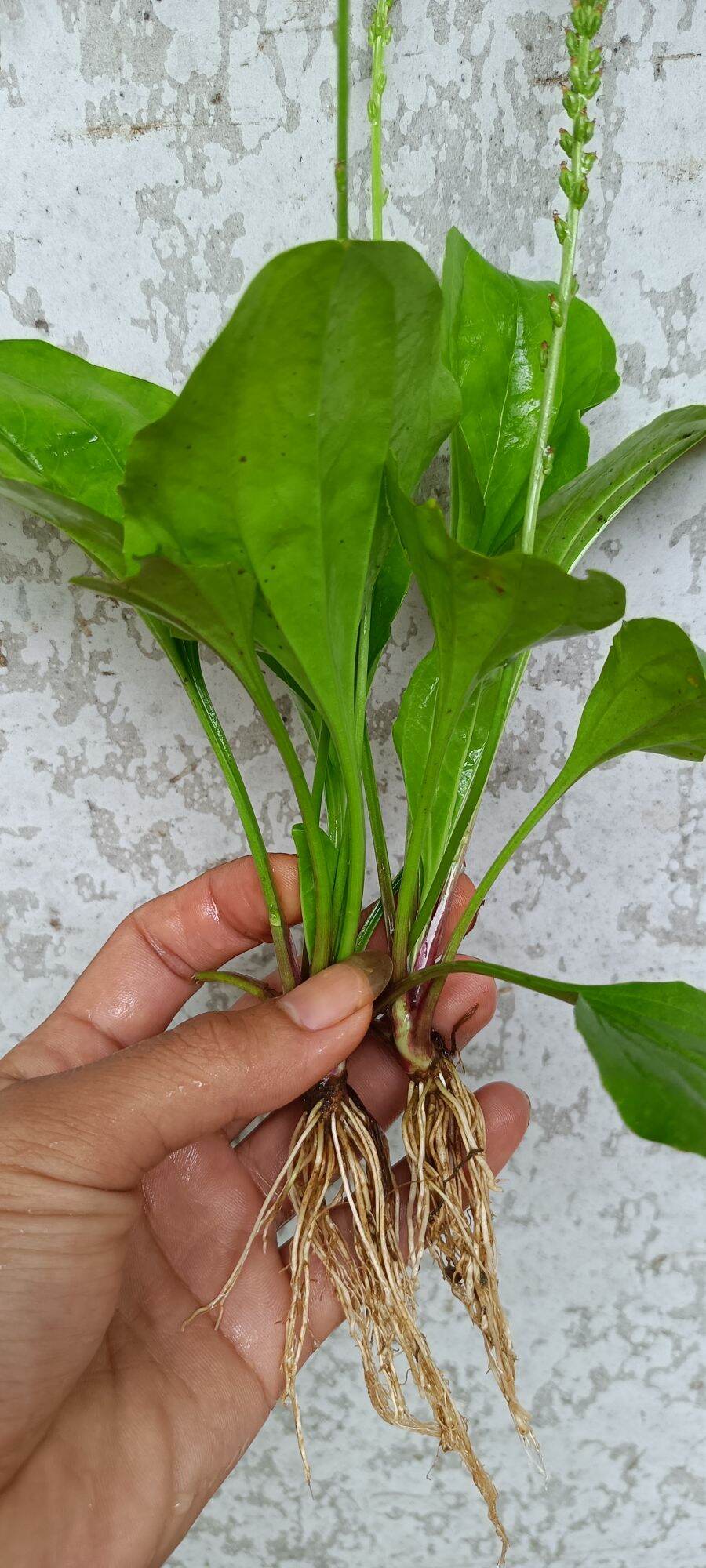 Daun Ki Urat Daun Sendok Herbal | Lazada Indonesia