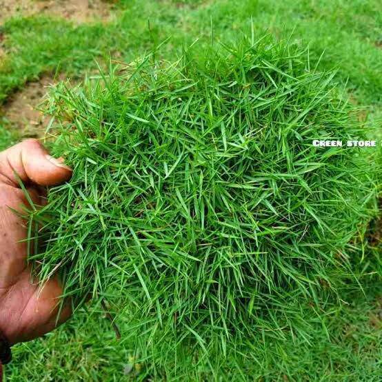 rumput Jepang hidup 1 meter x 1 meter | Lazada Indonesia