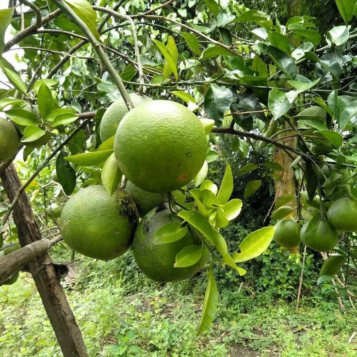 BUAH JERUK GARUT PER 1 KG SEGAR | Lazada Indonesia