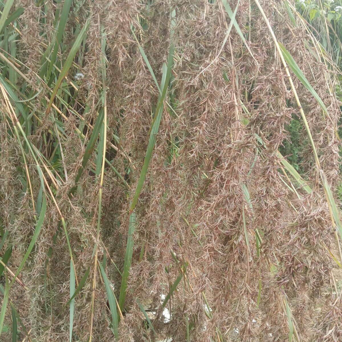 Asli bunga serai wangi per ikat 15 tangkai | Lazada Indonesia