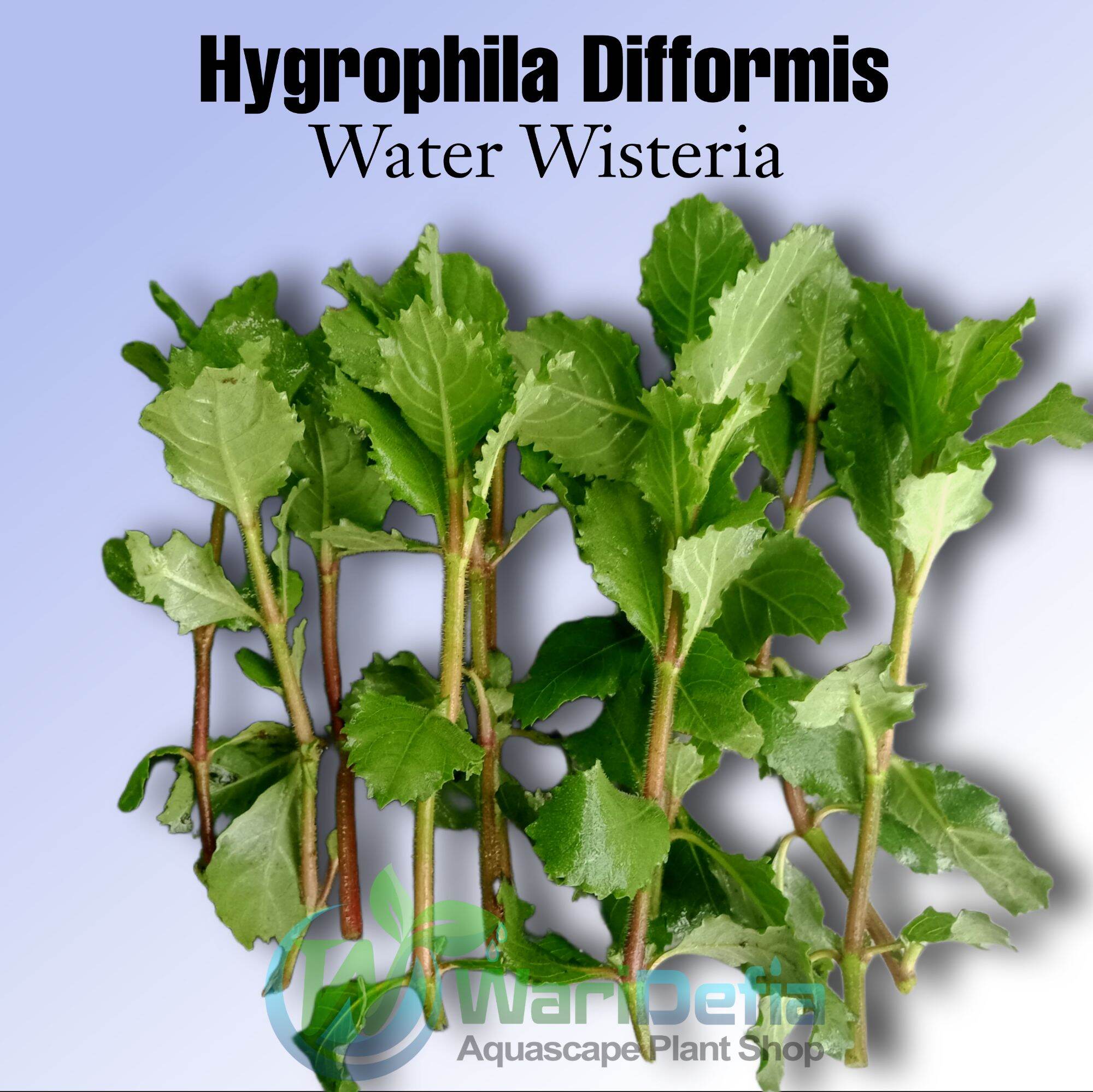 Hygrophila Difformis Tanaman Aquascape 10 Batang | Lazada Indonesia