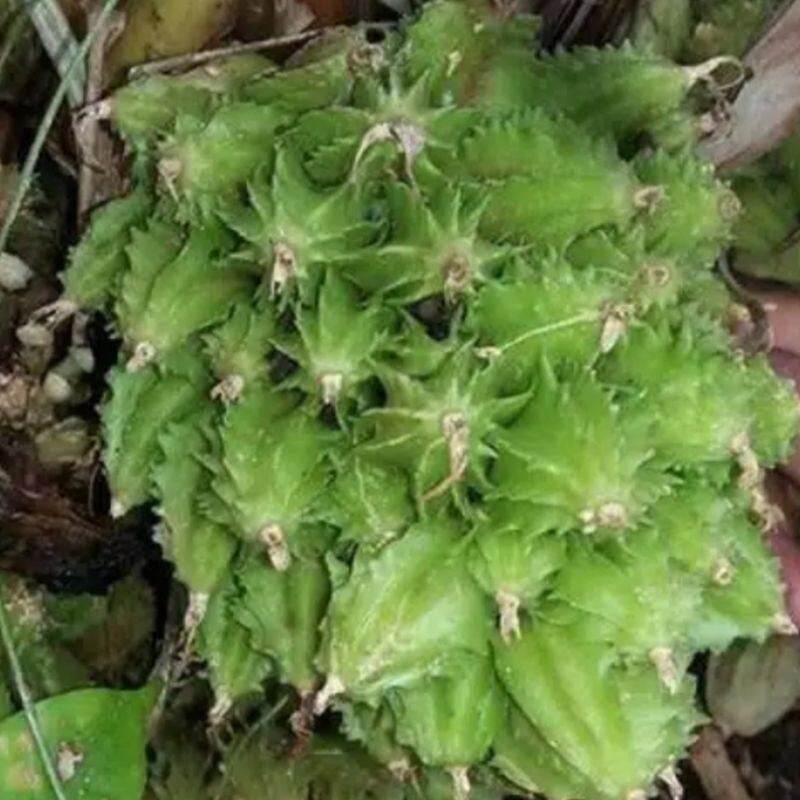 Buah Hangasa Buah wresah buah reanggak segar 500 gram | Lazada Indonesia