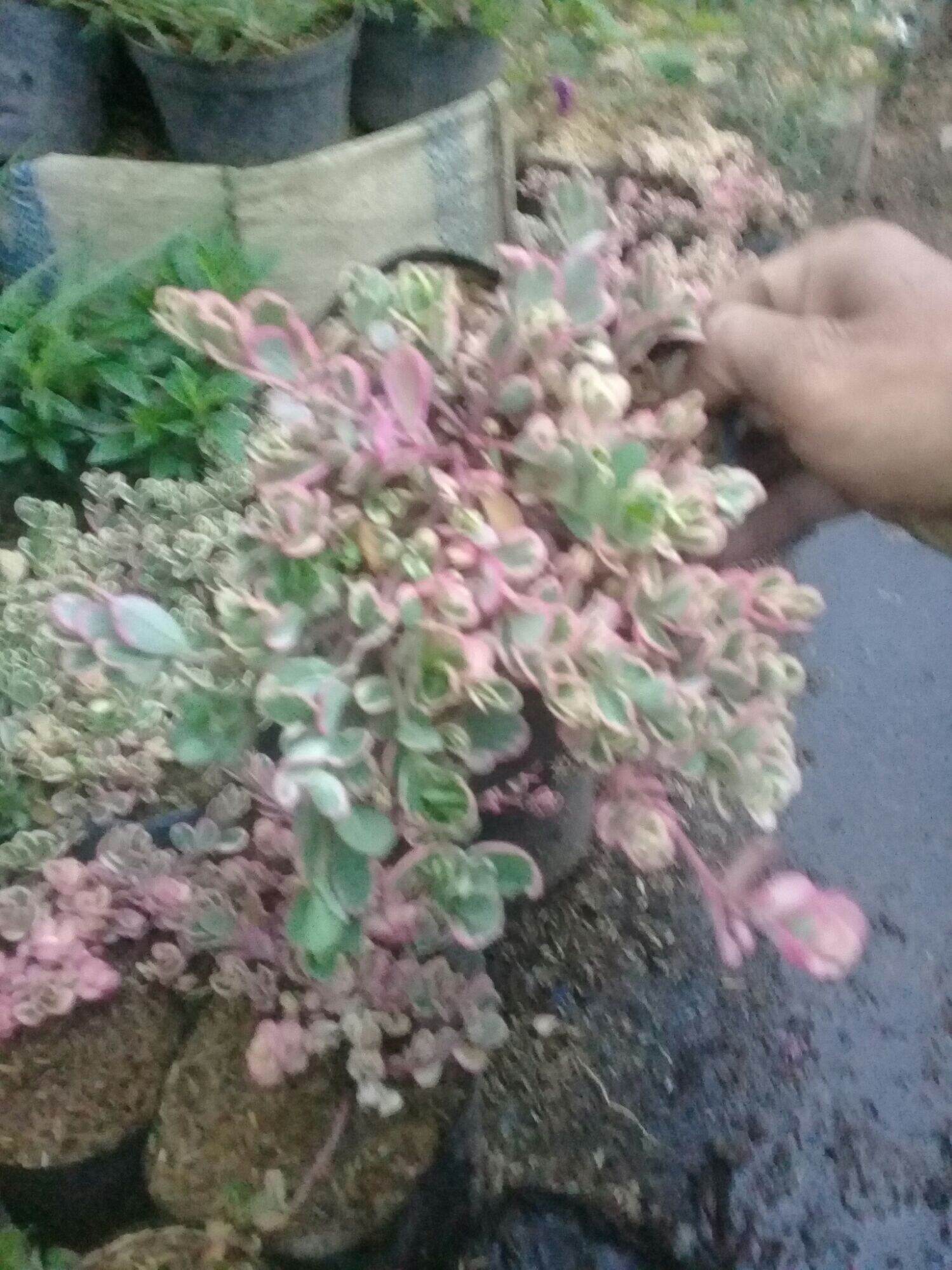 portulaka sutra bombay | Lazada Indonesia