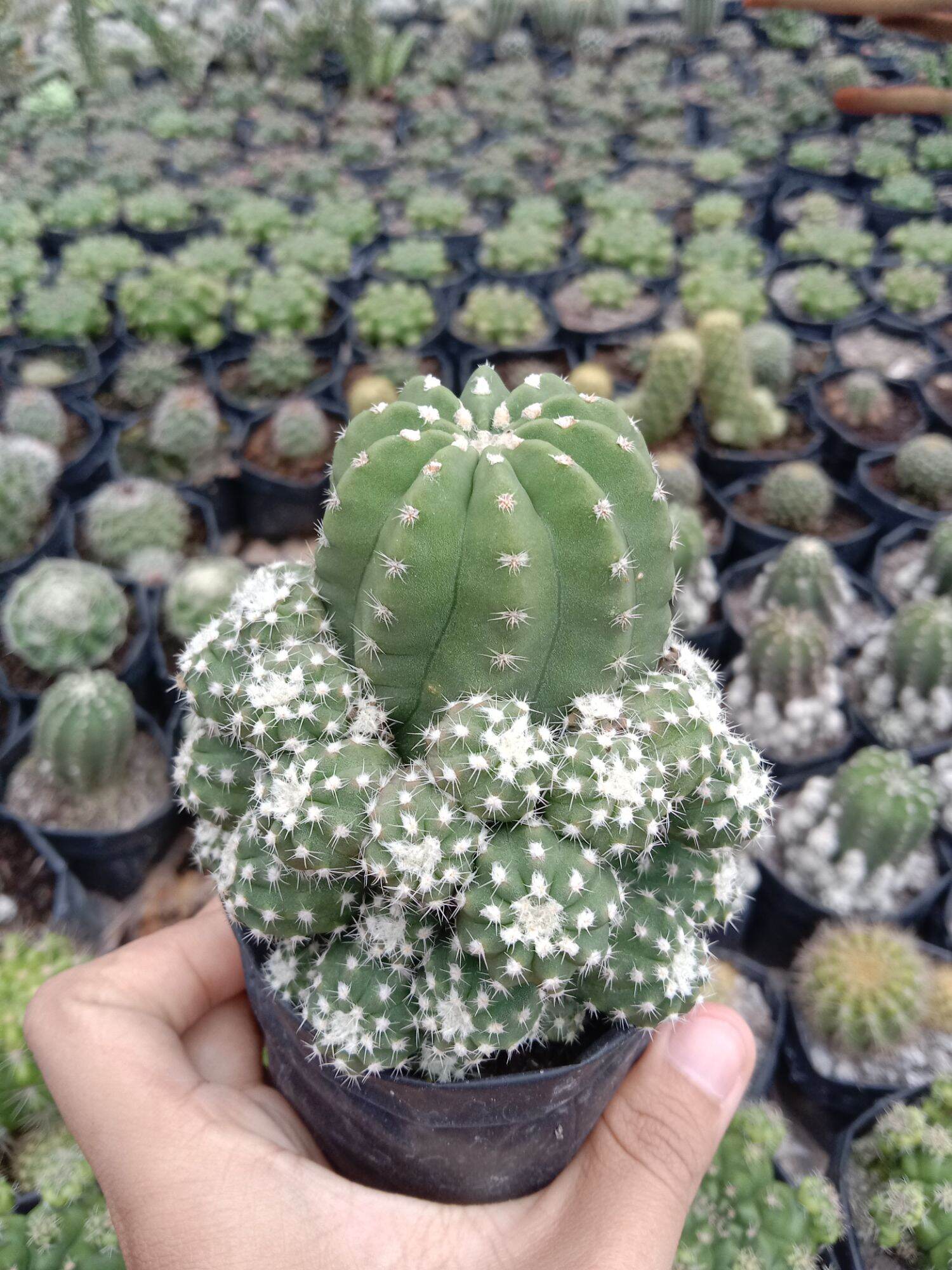 kaktus echinopsis inermis ukuran sedang/kaktus ownroot/kaktus Pasaman ...