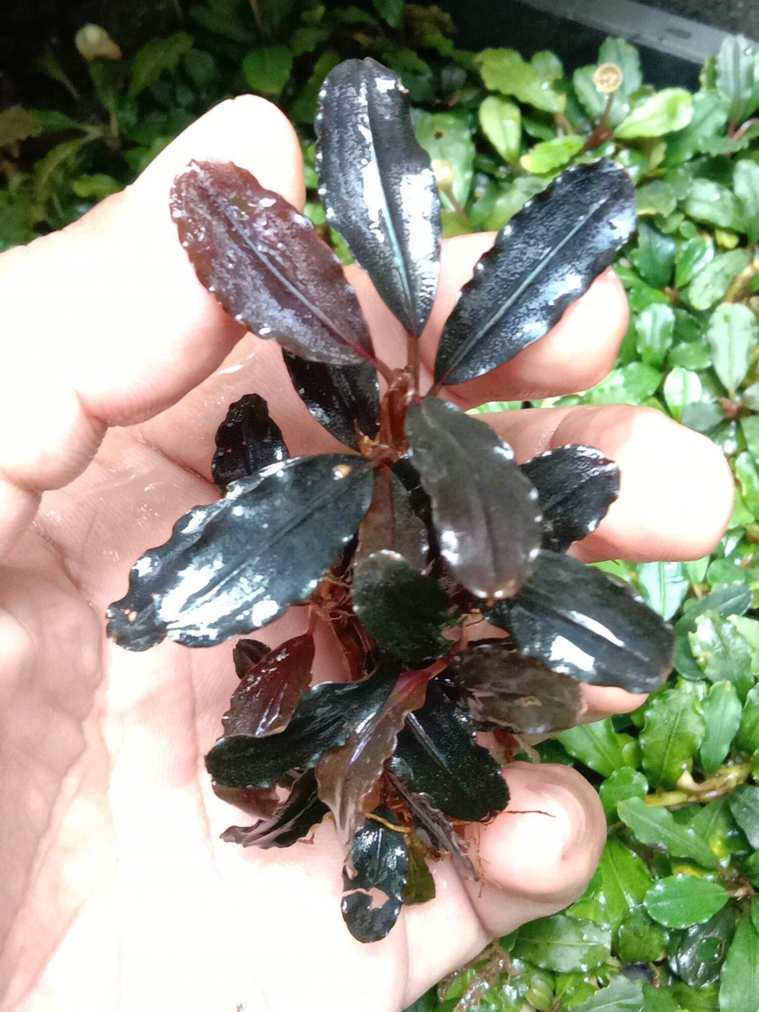 Bucephalandra Splendor Purple | Lazada Indonesia