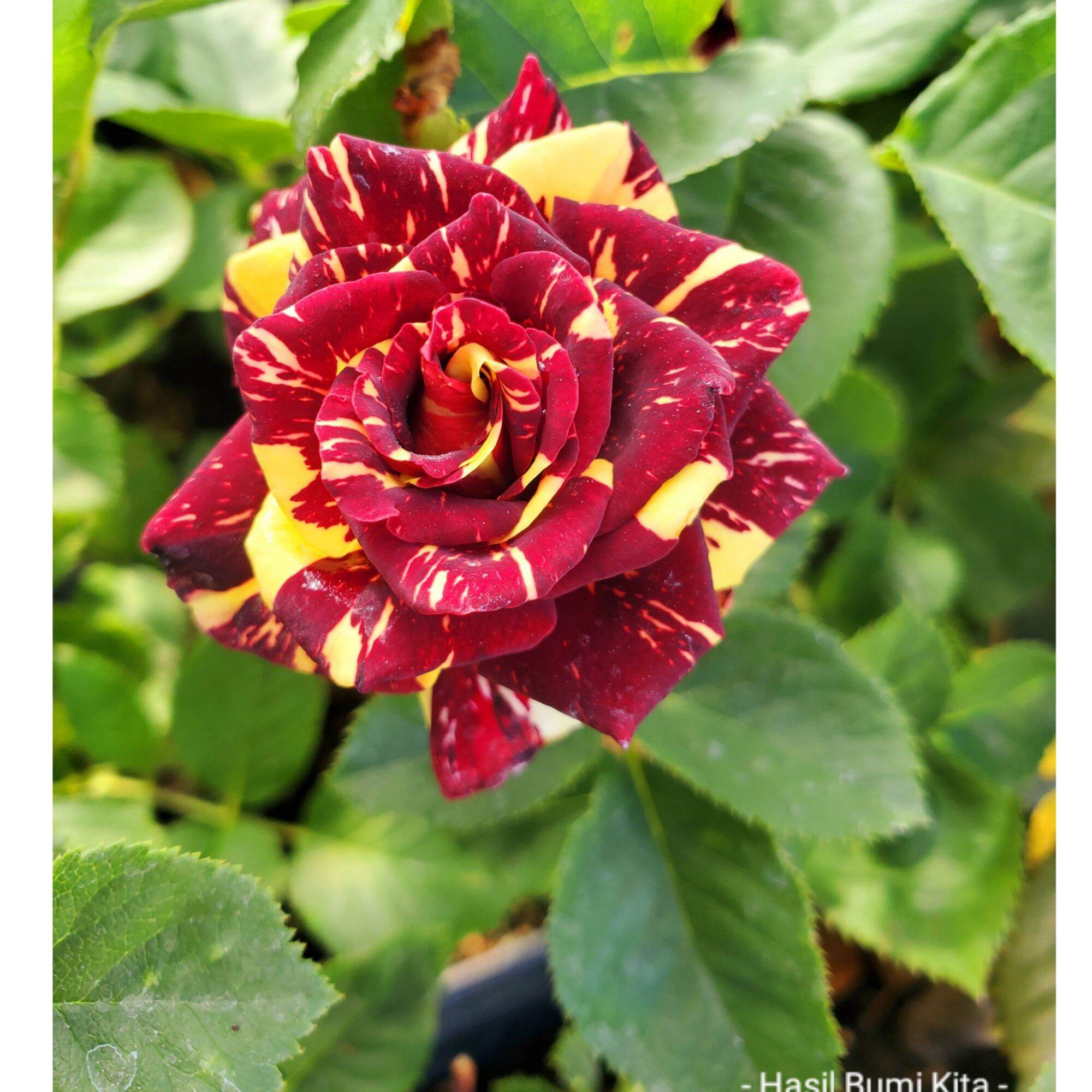 Tanaman Bunga Mawar Batik Abracadabra rose Tanaman Hidup Sudah Bertunas ...