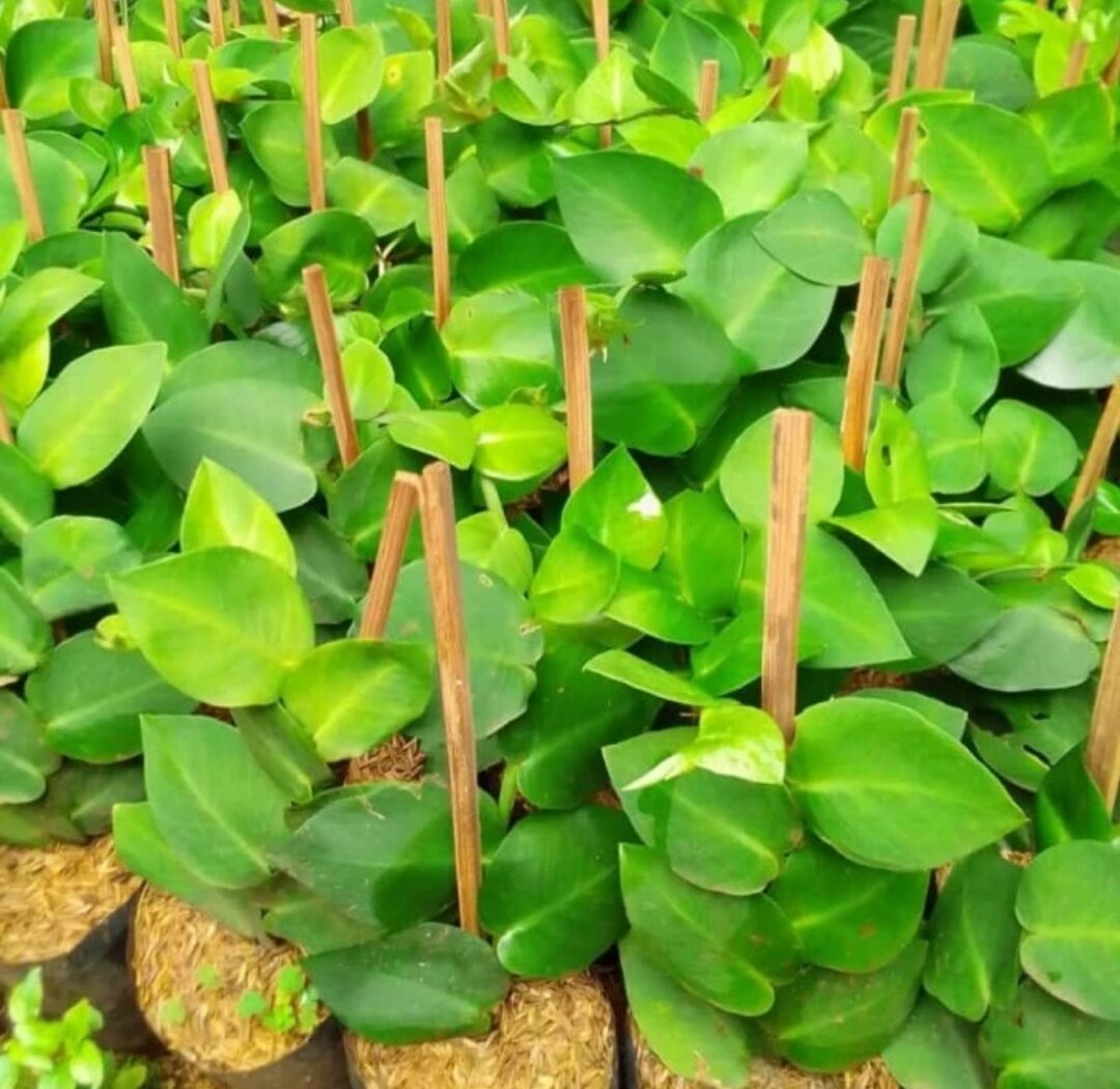 Tanaman Rambat Dolar Daun Besar / Pohon Dolar rambat | Lazada Indonesia