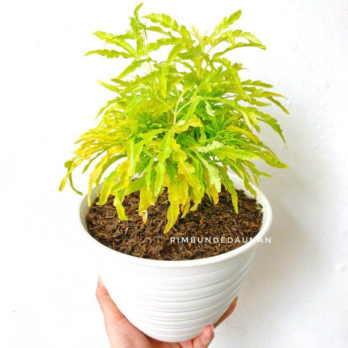 TANAMAN HIAS BROKOLI KUNING - POHON BROKOLI | Lazada Indonesia