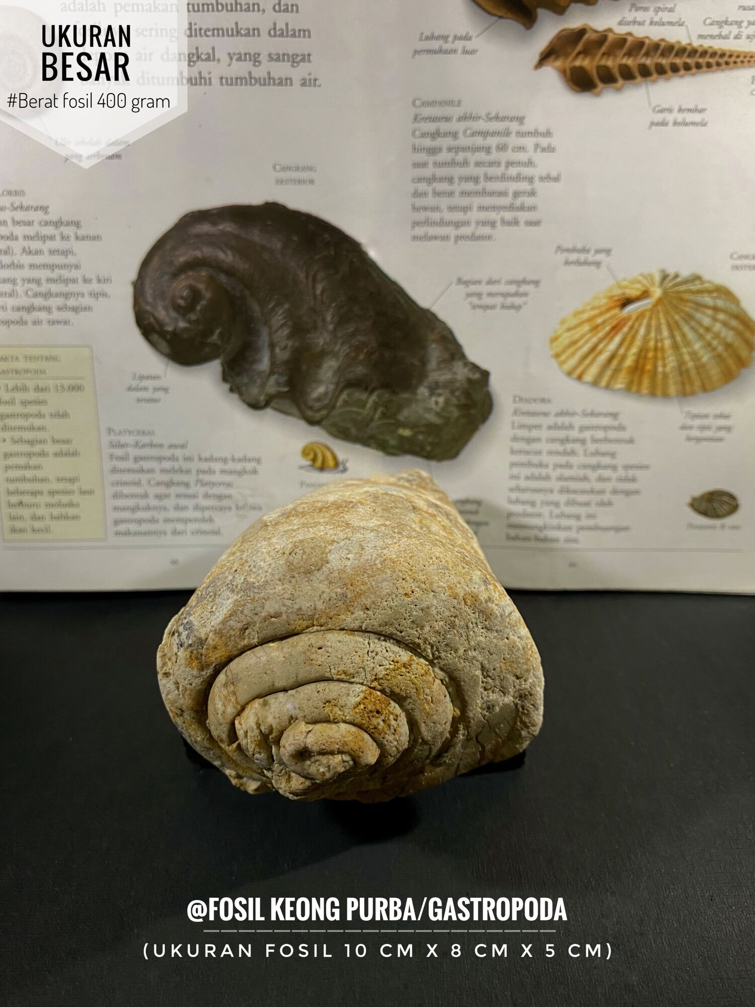 Fosil Keong Temuan B18 atau Fosil Gastropoda atau Fosil Kerang atau ...