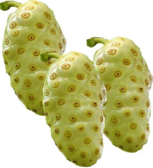 BUAH PACE/BUAH MENGKUDU SEGAR DI PETIK LANGSUNG 500 GRAM | Lazada Indonesia