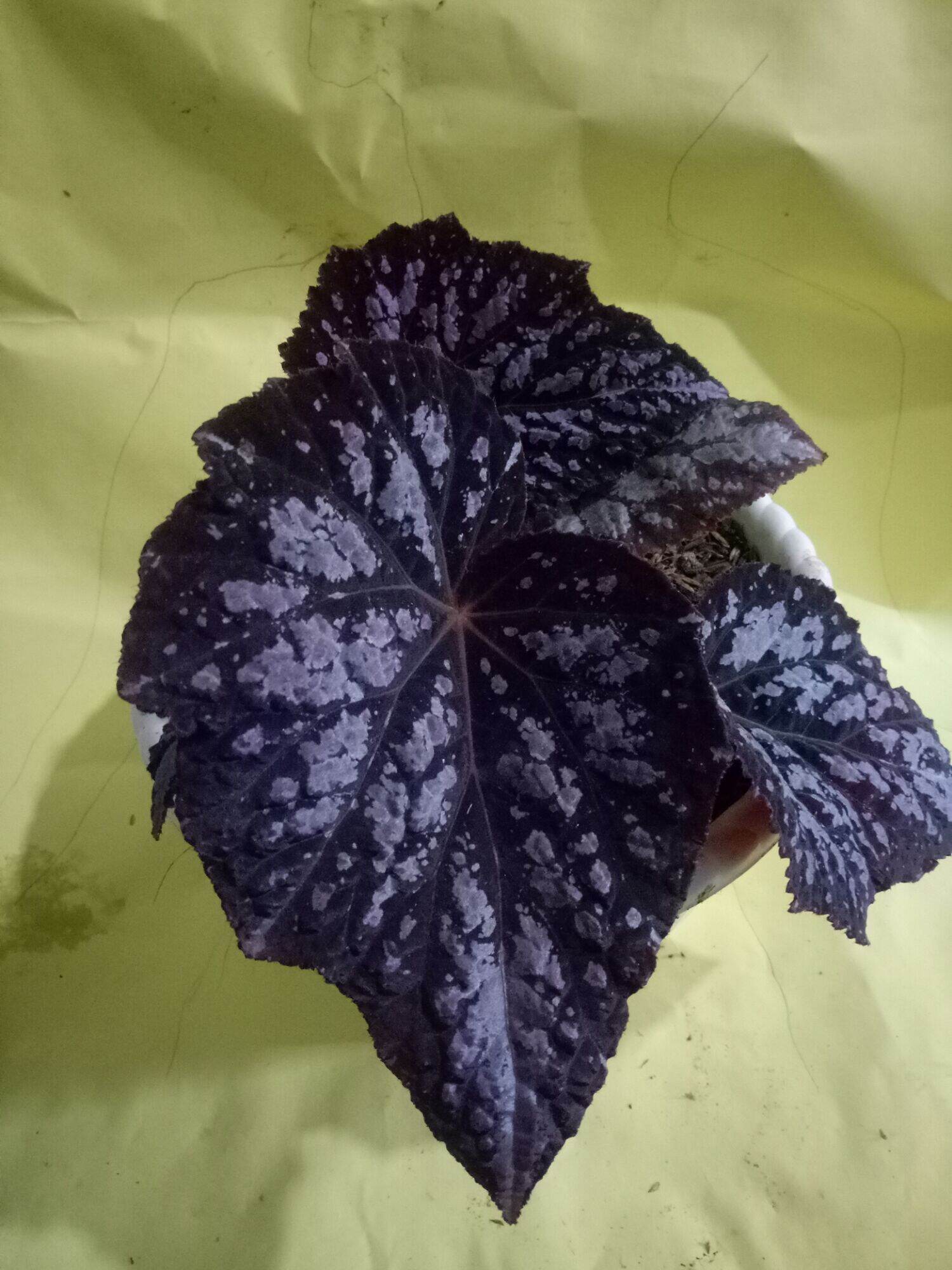 Begonia Red-Maroon Dewasa | Lazada Indonesia