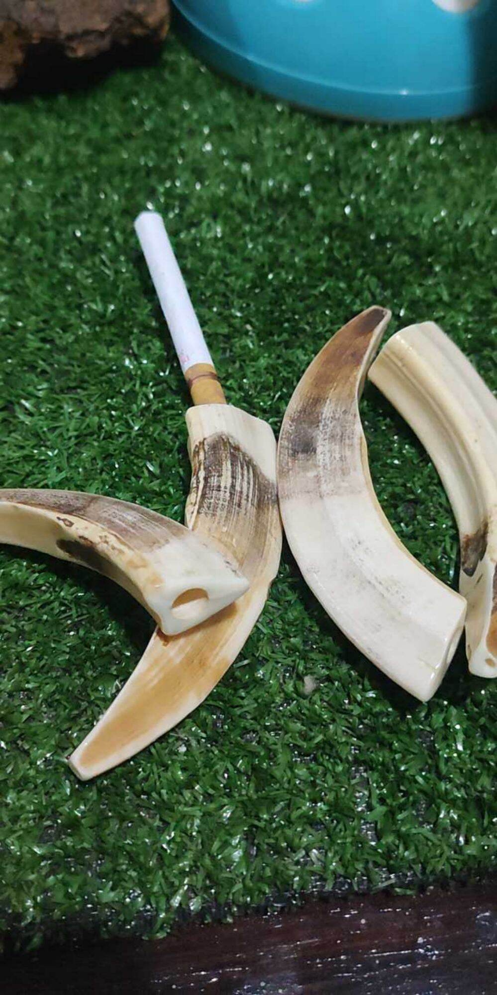 pipe g a ding babi taring babi hutan asli 100% | Lazada Indonesia