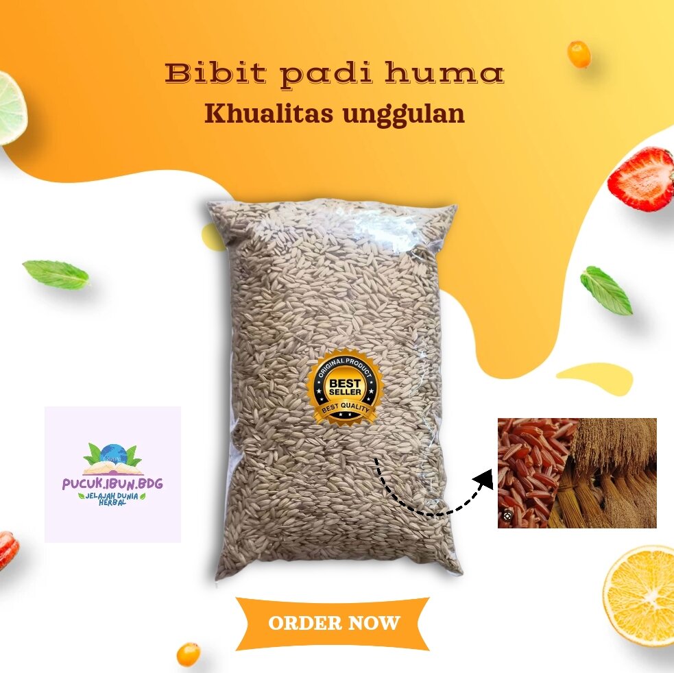 Bibit padi huma beras marah/padi darat kemasan 1kg | Lazada Indonesia