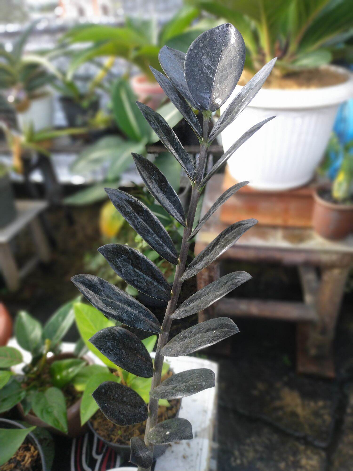 zamia black / refen | Lazada Indonesia