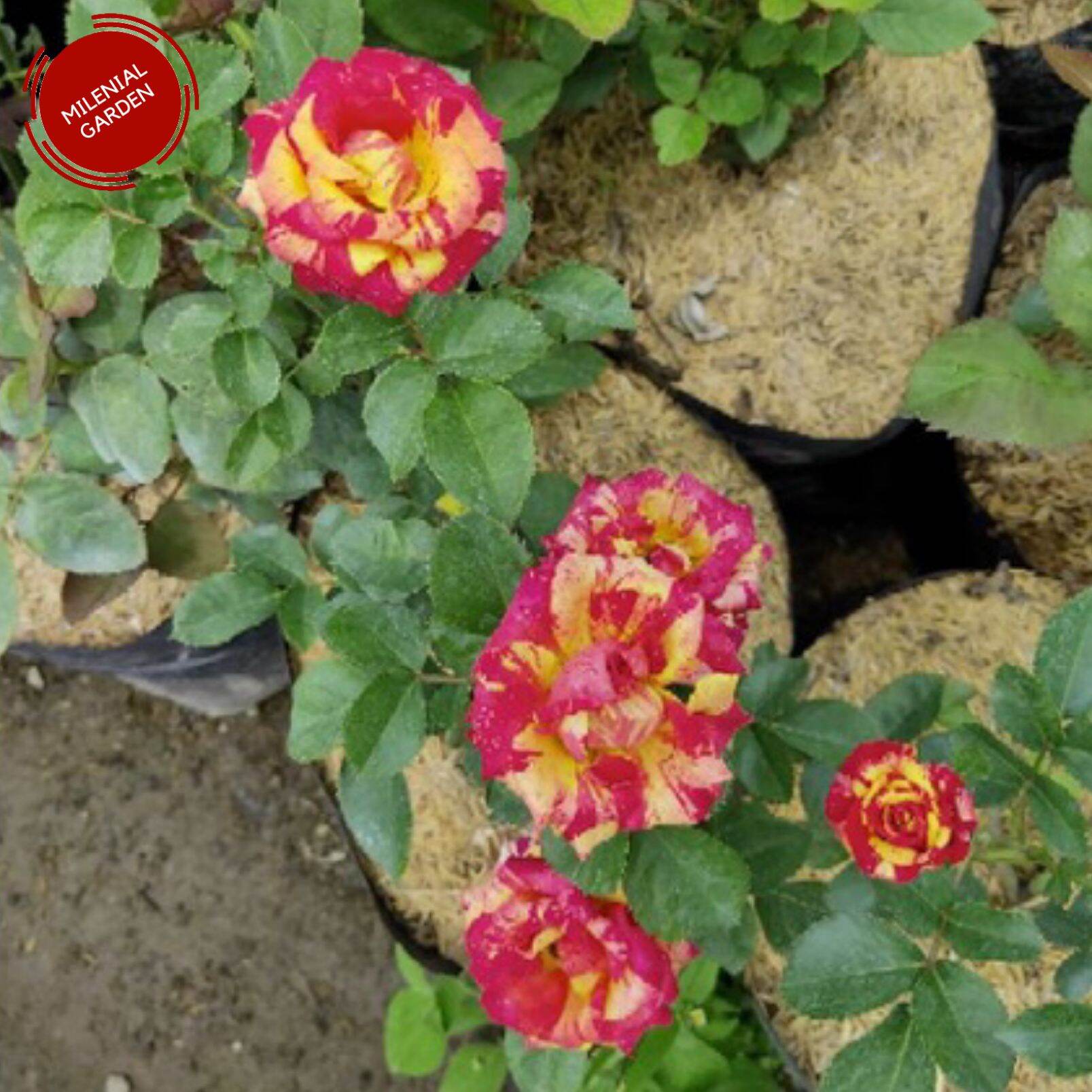 Mawar orange batik tanaman hias outdor dan indor tanaman hias bunga ...