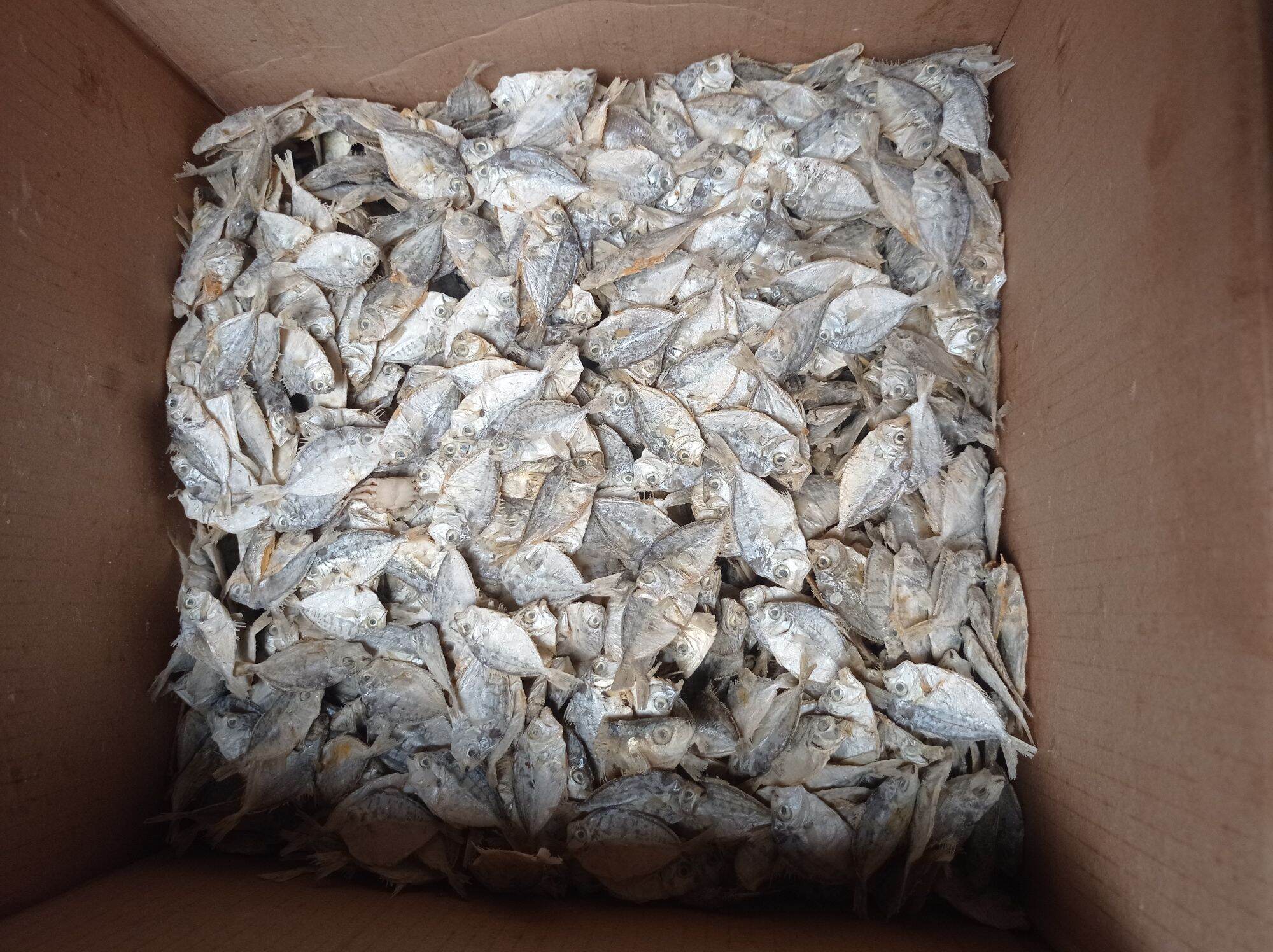 Ikan Asin petek/pirik kecil 500 gr | Lazada Indonesia