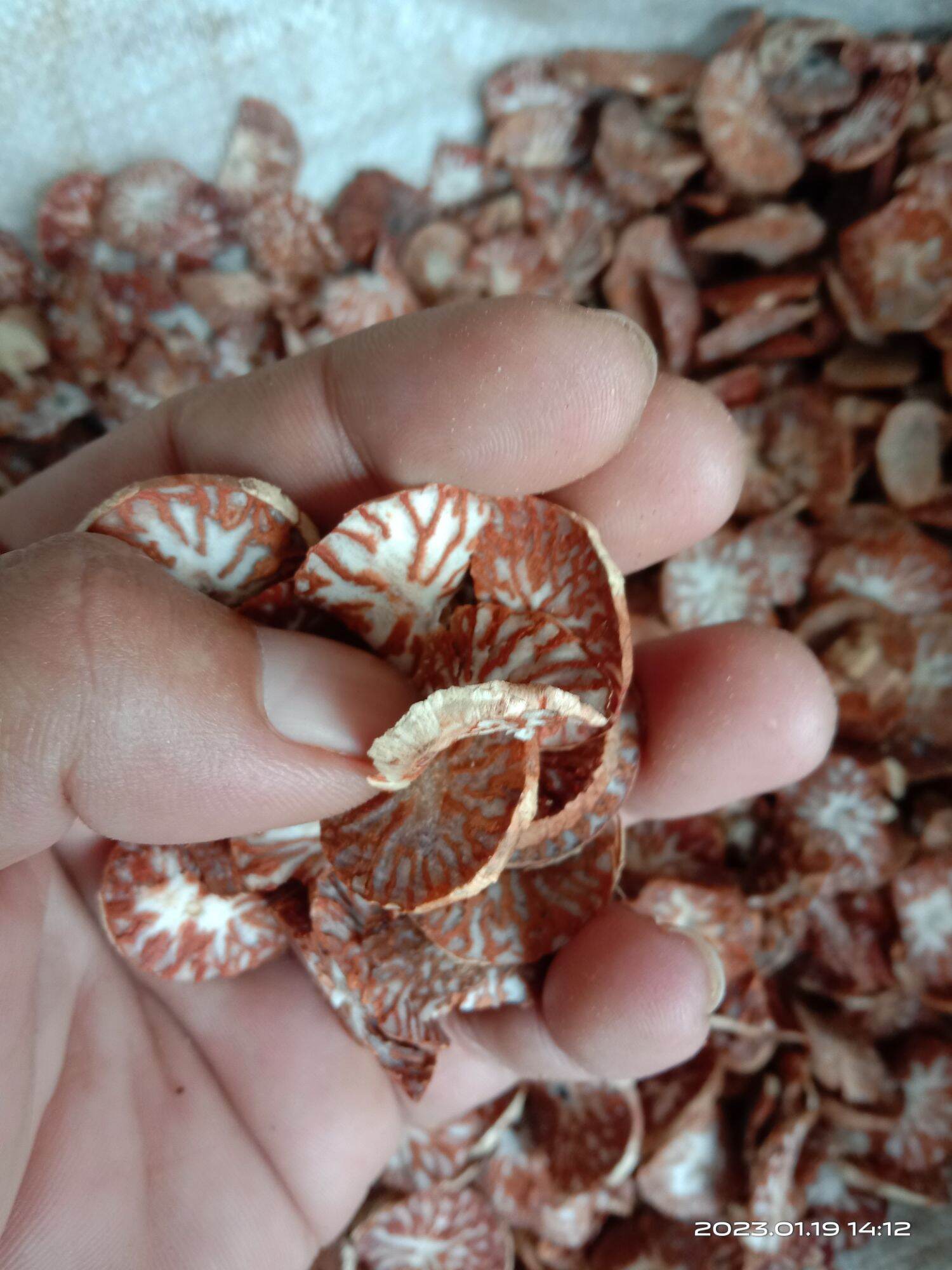 Pinang kering iris | Lazada Indonesia