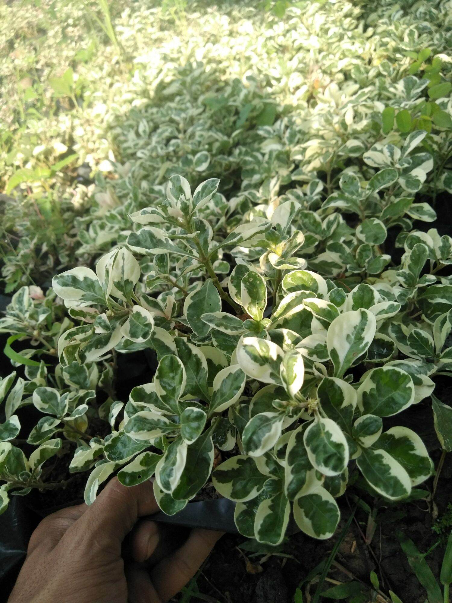 tanaman hias krokot putih/krokot varigata | Lazada Indonesia