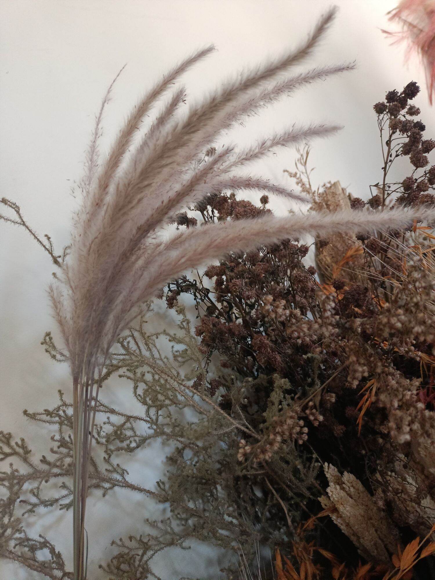 alang alang ilalang rumput bunga kering dried flower | Lazada Indonesia