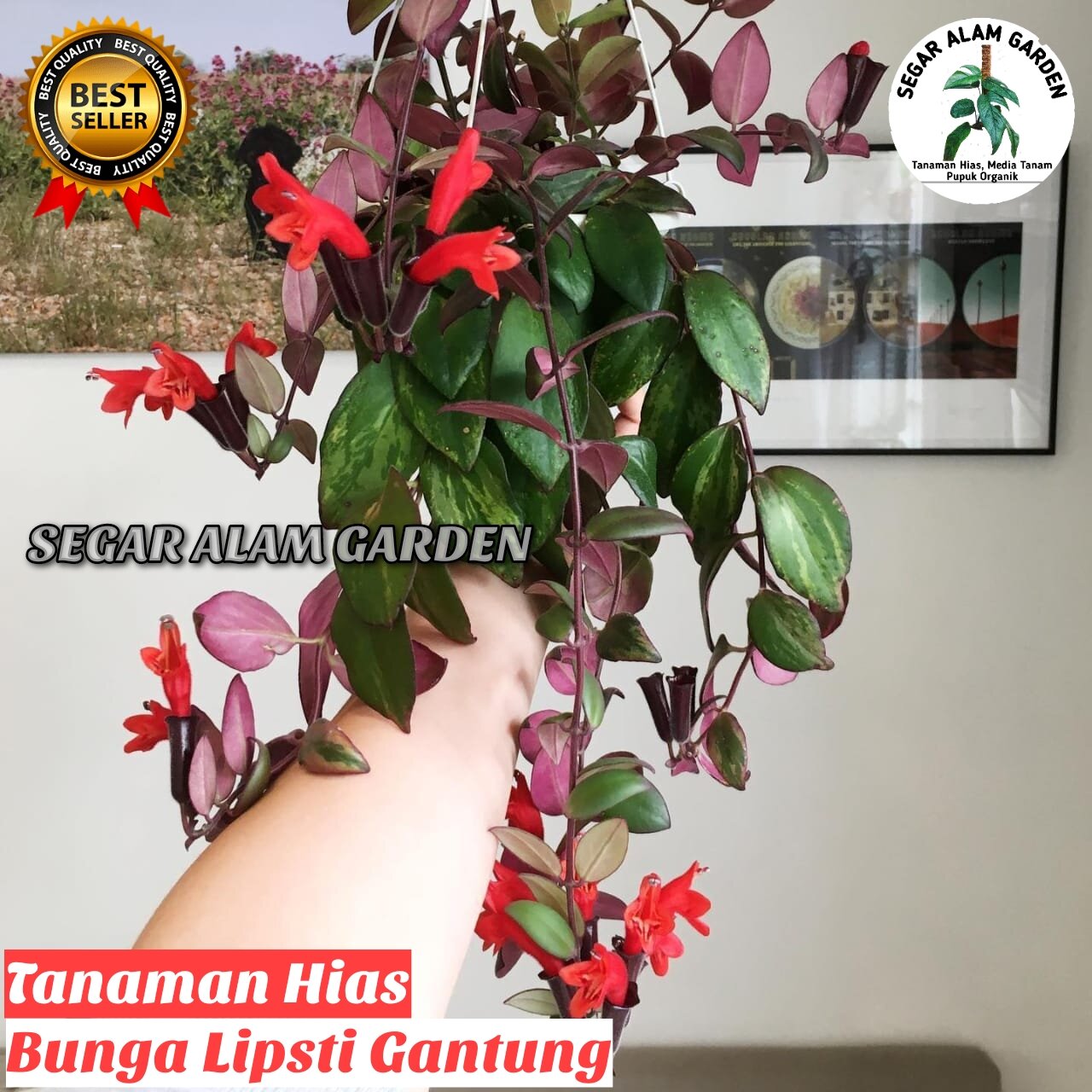 Bunga Lipstik Gantung - Tanaman Hias Aeschynantus Radicans | Lazada ...