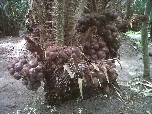 bibit pohon salak pondoh,pondok /1 pohon | Lazada Indonesia