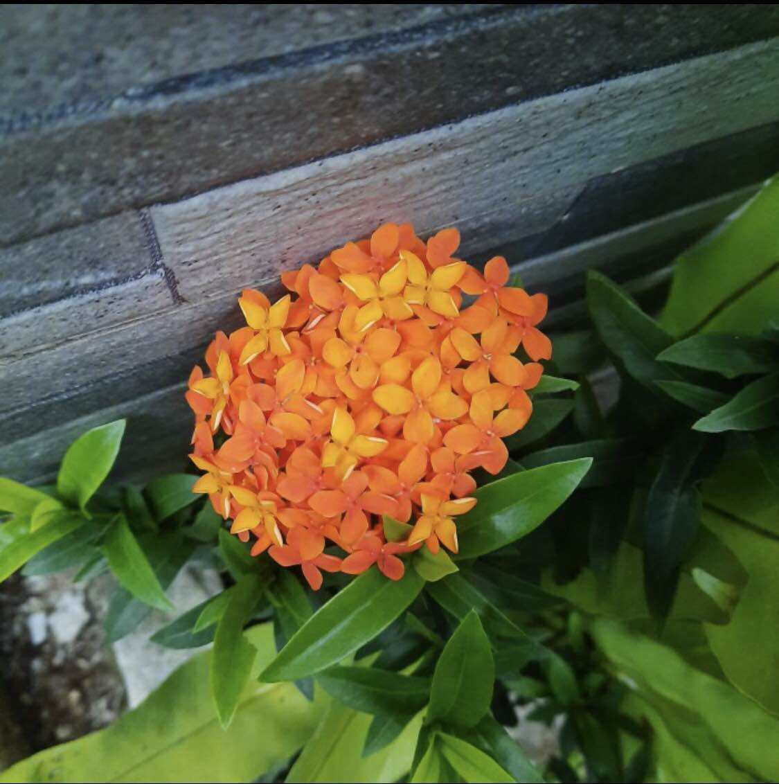 Tanaman bunga asoka orange asoka singapore bunga oren singapore ...