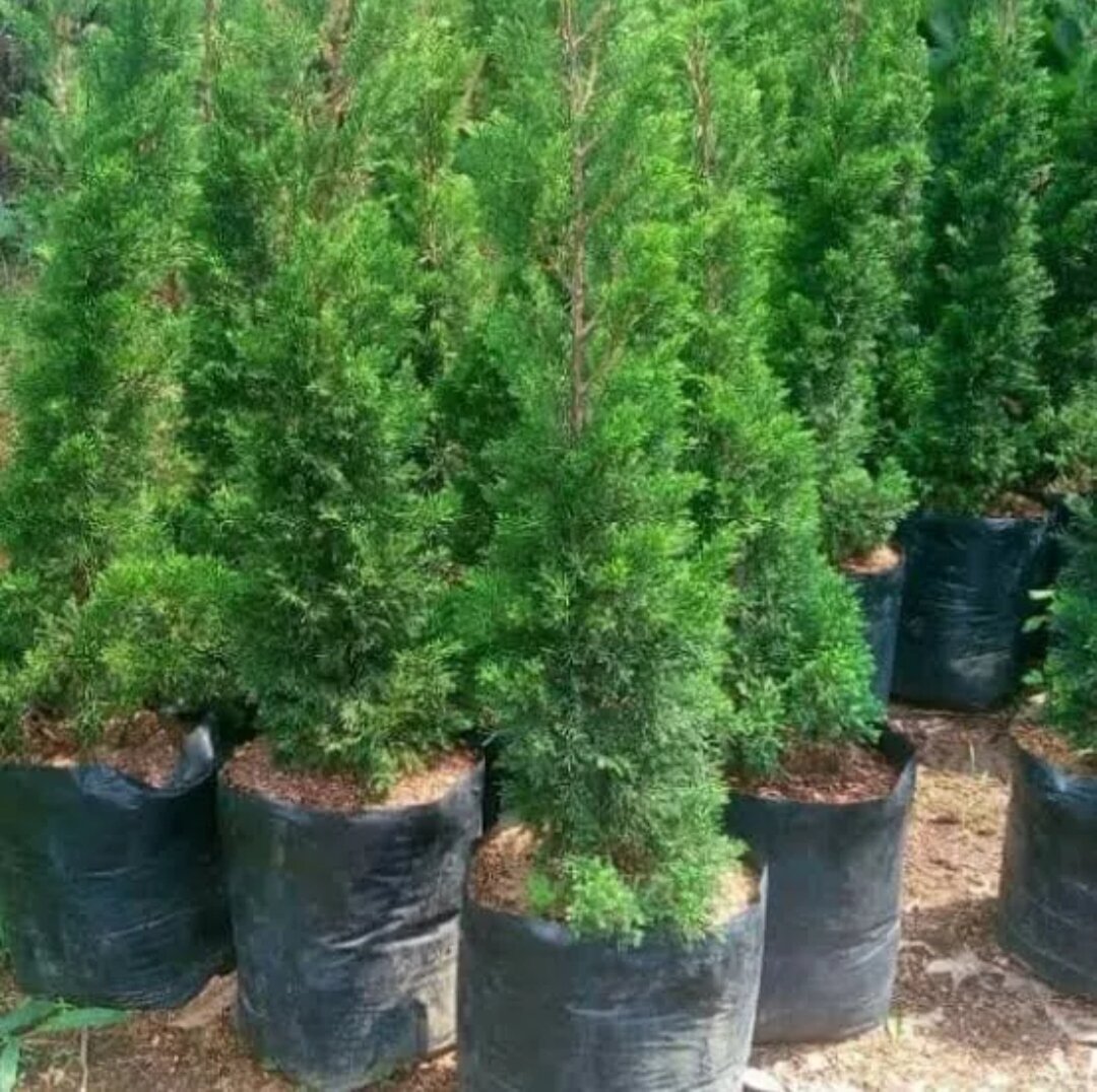 Cemara natal/lilin tinggi 1 meter | Lazada Indonesia