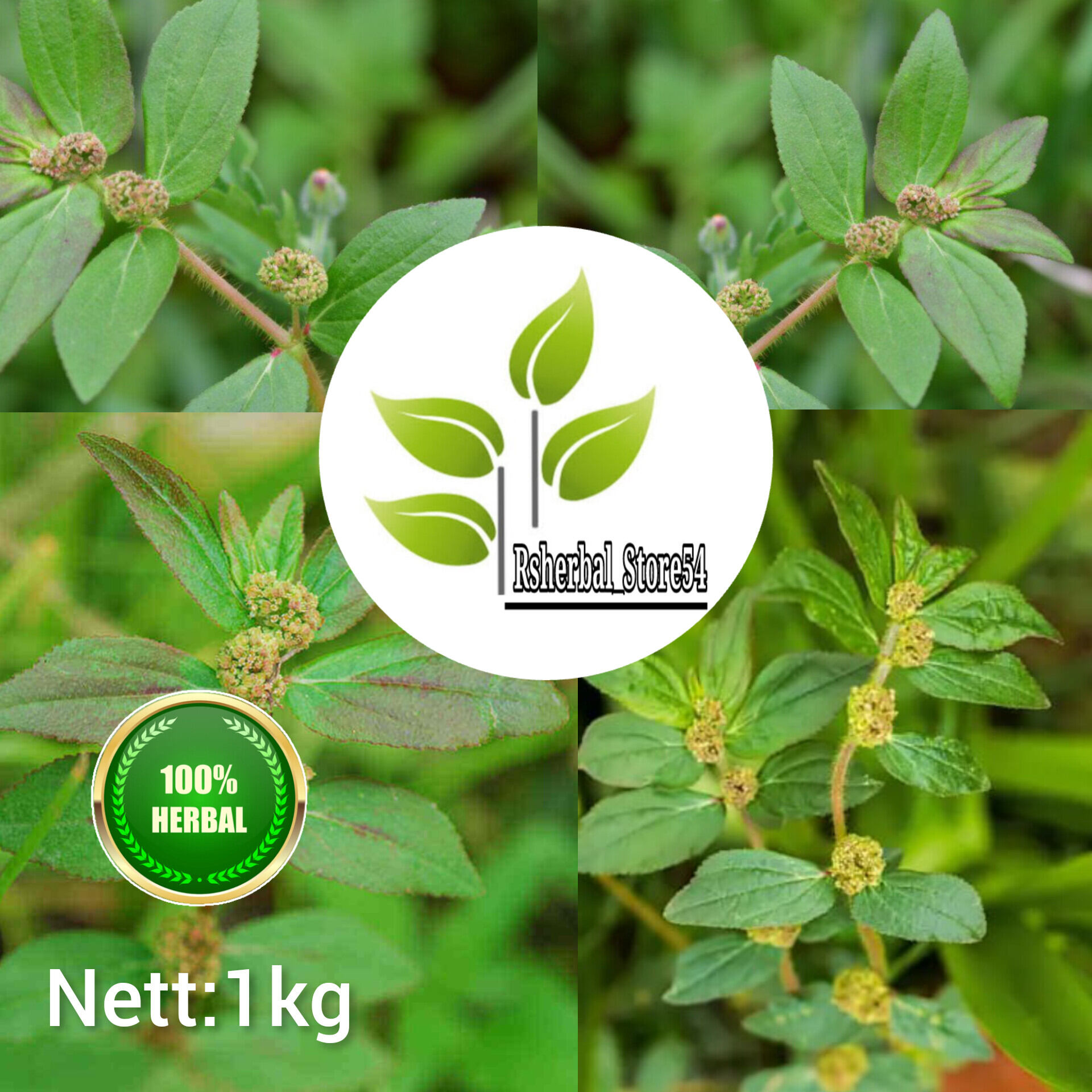 daun patikan kebo segar 1kg atau daun nanangkaan fresh | Lazada Indonesia