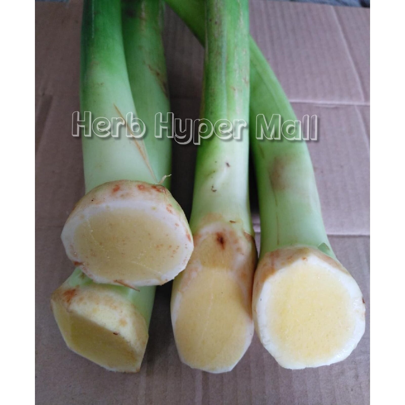 TALAS LOMPONG SAYUR UMBI KUNING isi 10 batang | Lazada Indonesia