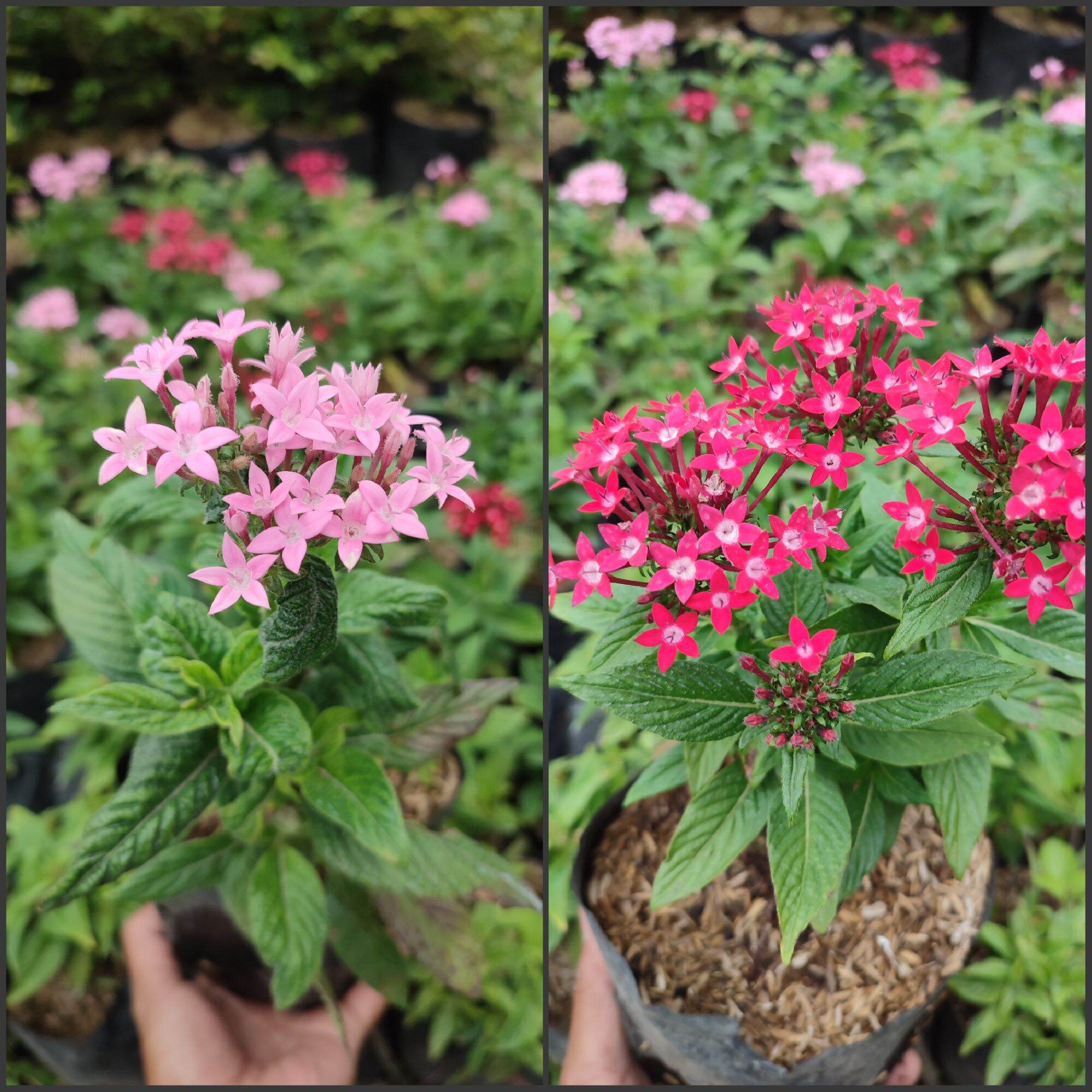 Tanaman hias bunga pentas lenceolata pilih warna | Lazada Indonesia