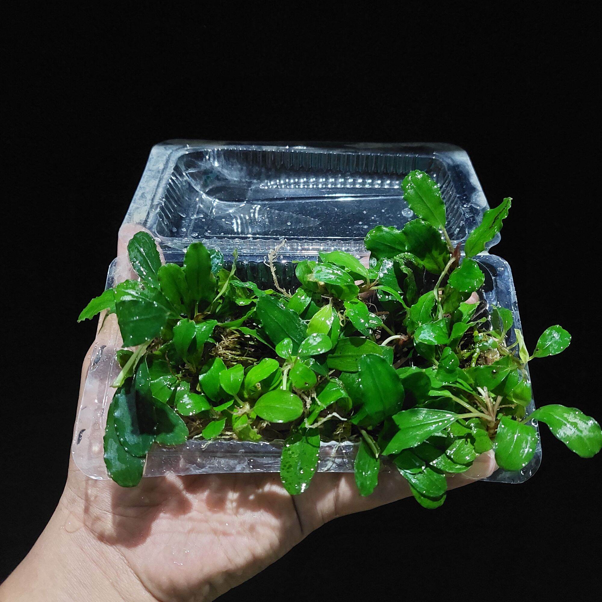Tanaman Aquascape Bucephalandra Buce Mix Medium Murah | Lazada Indonesia