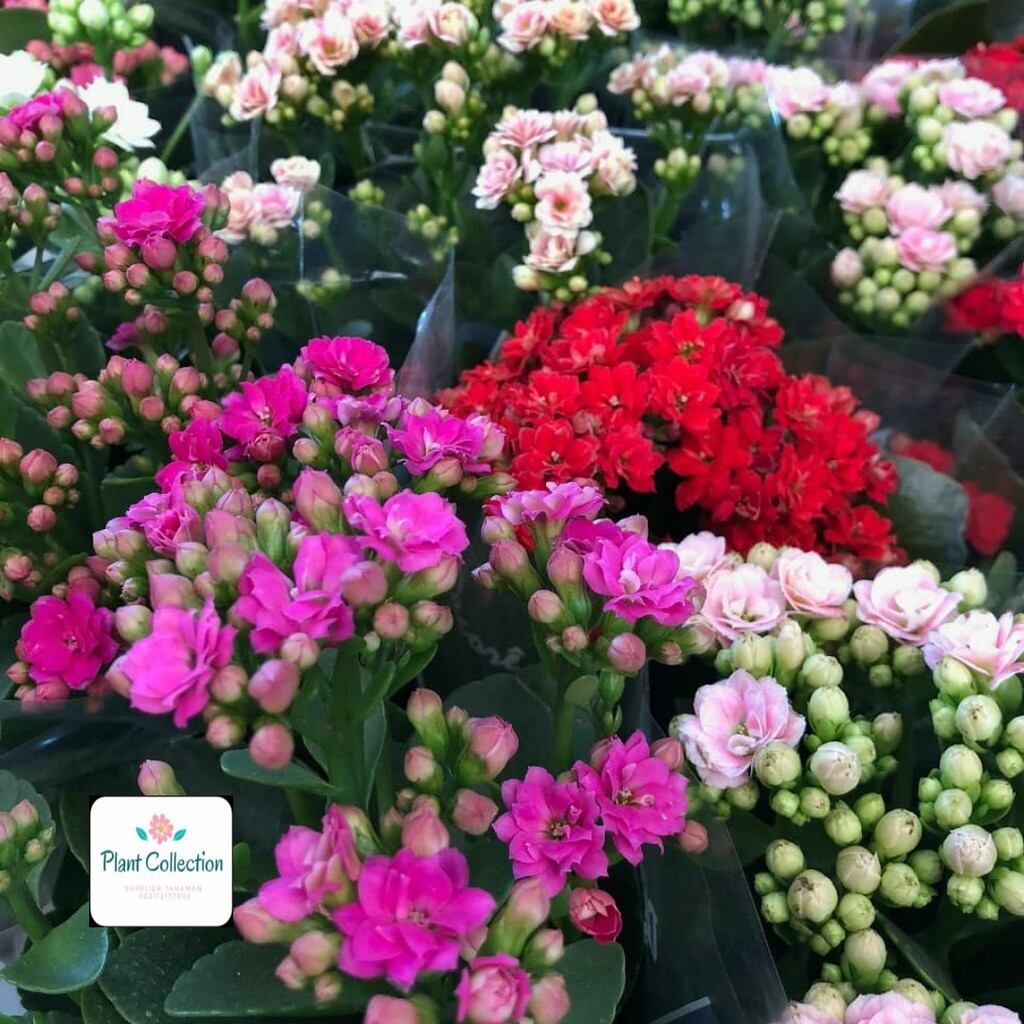TANAMAN HIAS KALANCHOE PINNATA / BUNGA CALANDIVA | Lazada Indonesia
