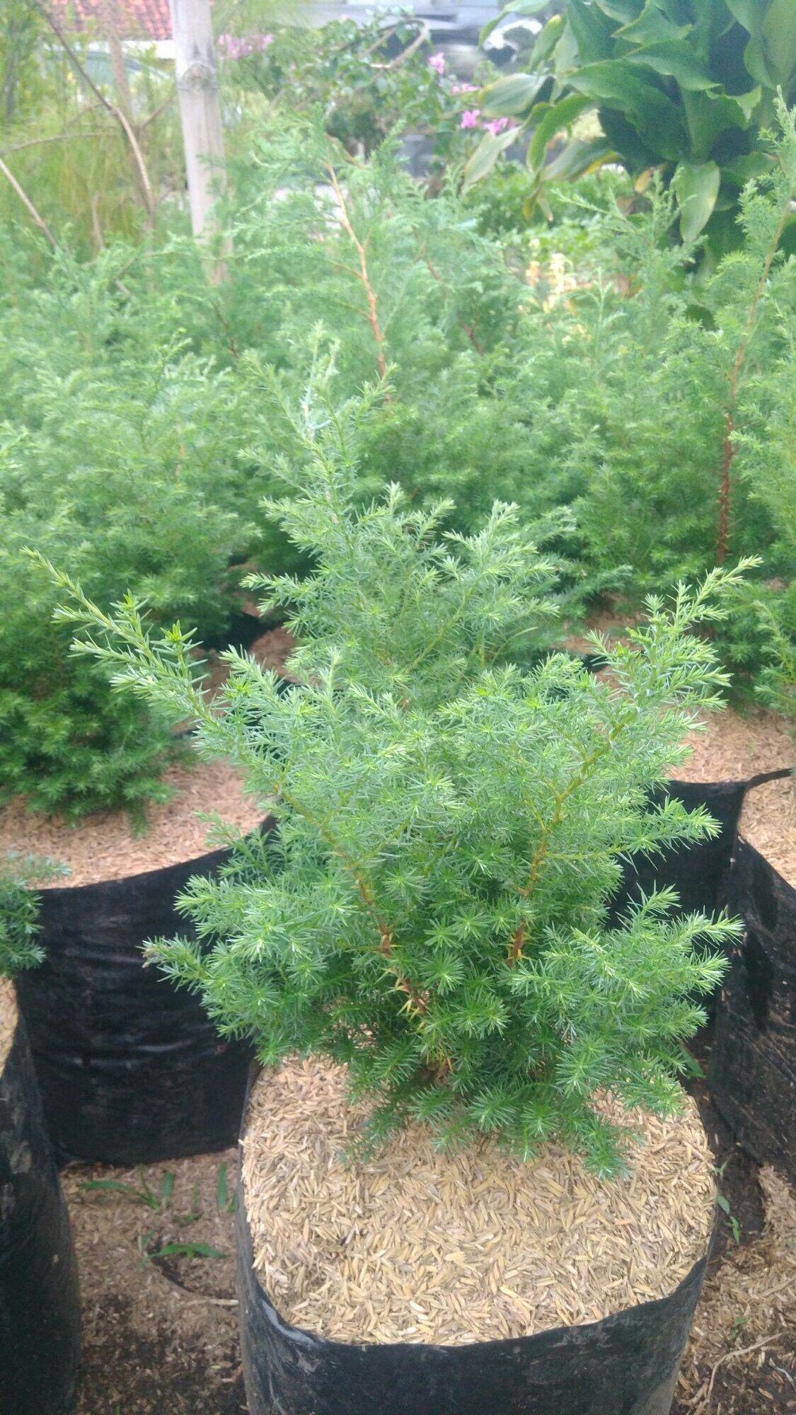 Tanaman Cemara embun hijau | Lazada Indonesia