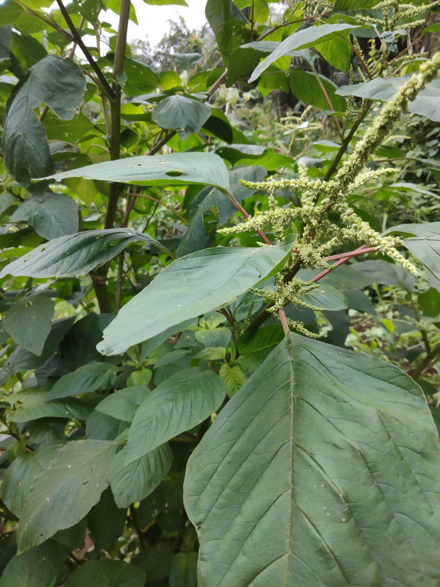 daun bayam segar yang banyak manfaat dan khasiat nya | Lazada Indonesia