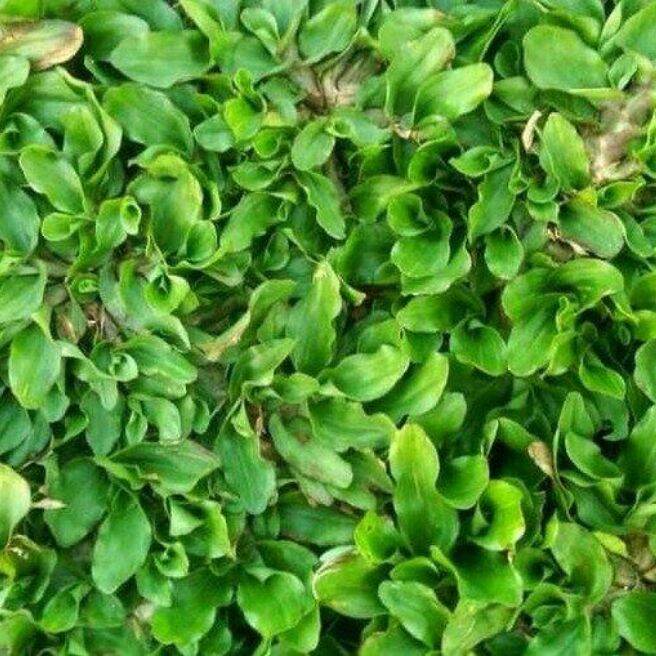 Paket Rumput gajah mini hijau 4 meter persegi | Lazada Indonesia