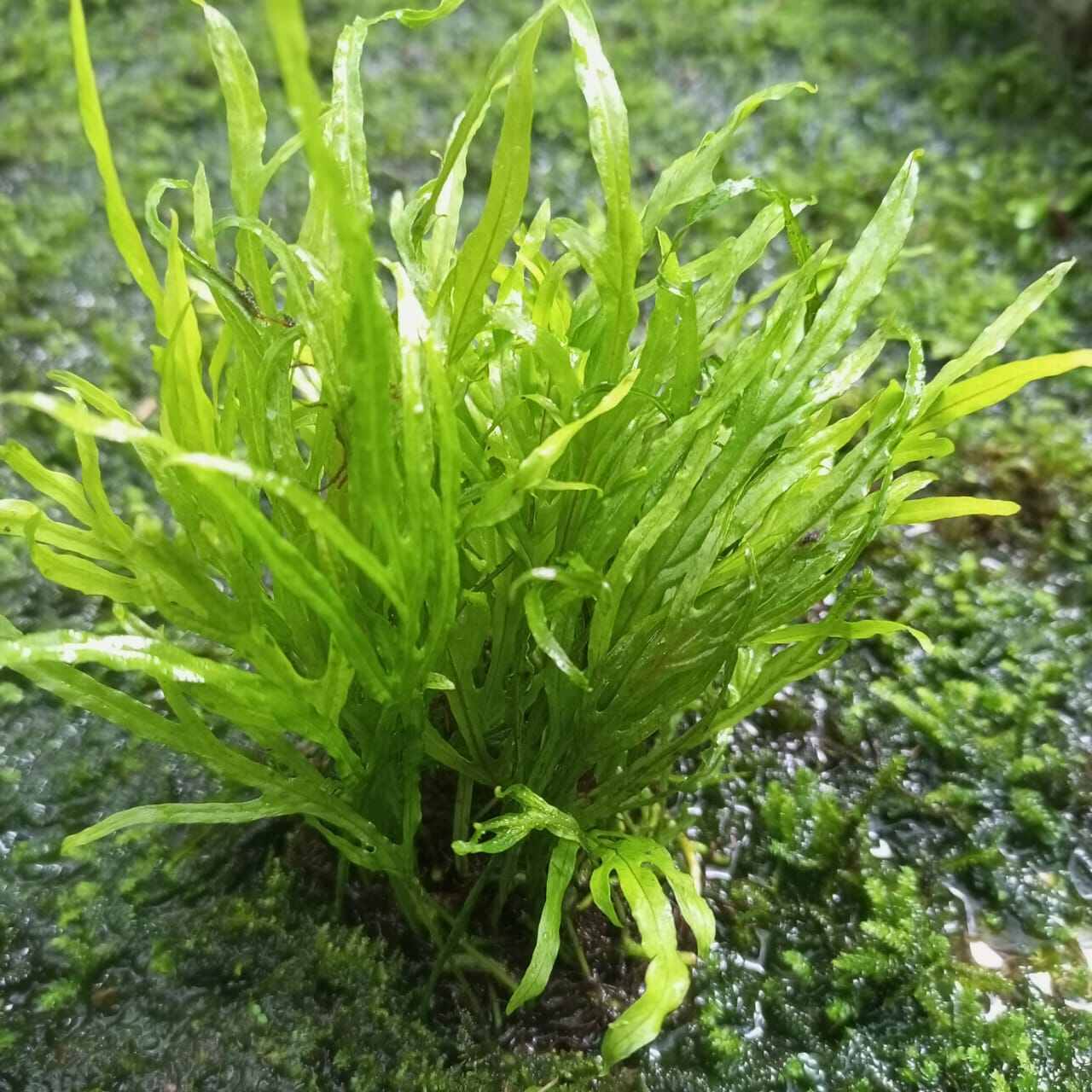 Kadaka trident Tanaman Aquacape Hiasan Akuarium | Lazada Indonesia