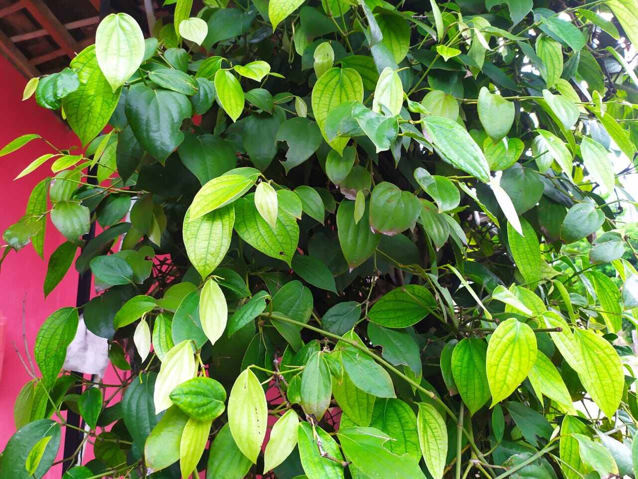 daun merica fresh | daun pedes hijau segar | daun herbal | Lazada Indonesia