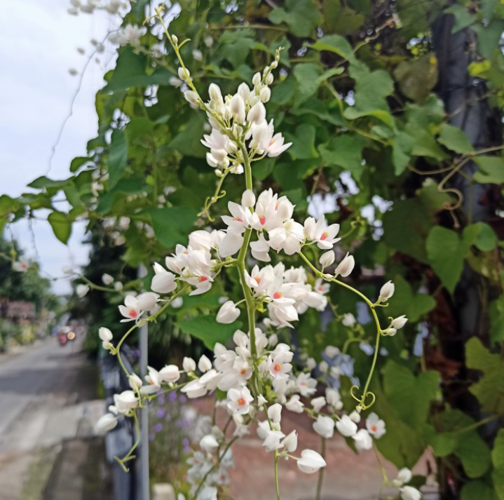 tanaman air mata pengantin AMP bunga putih tanaman vegetasi lebah madu ...