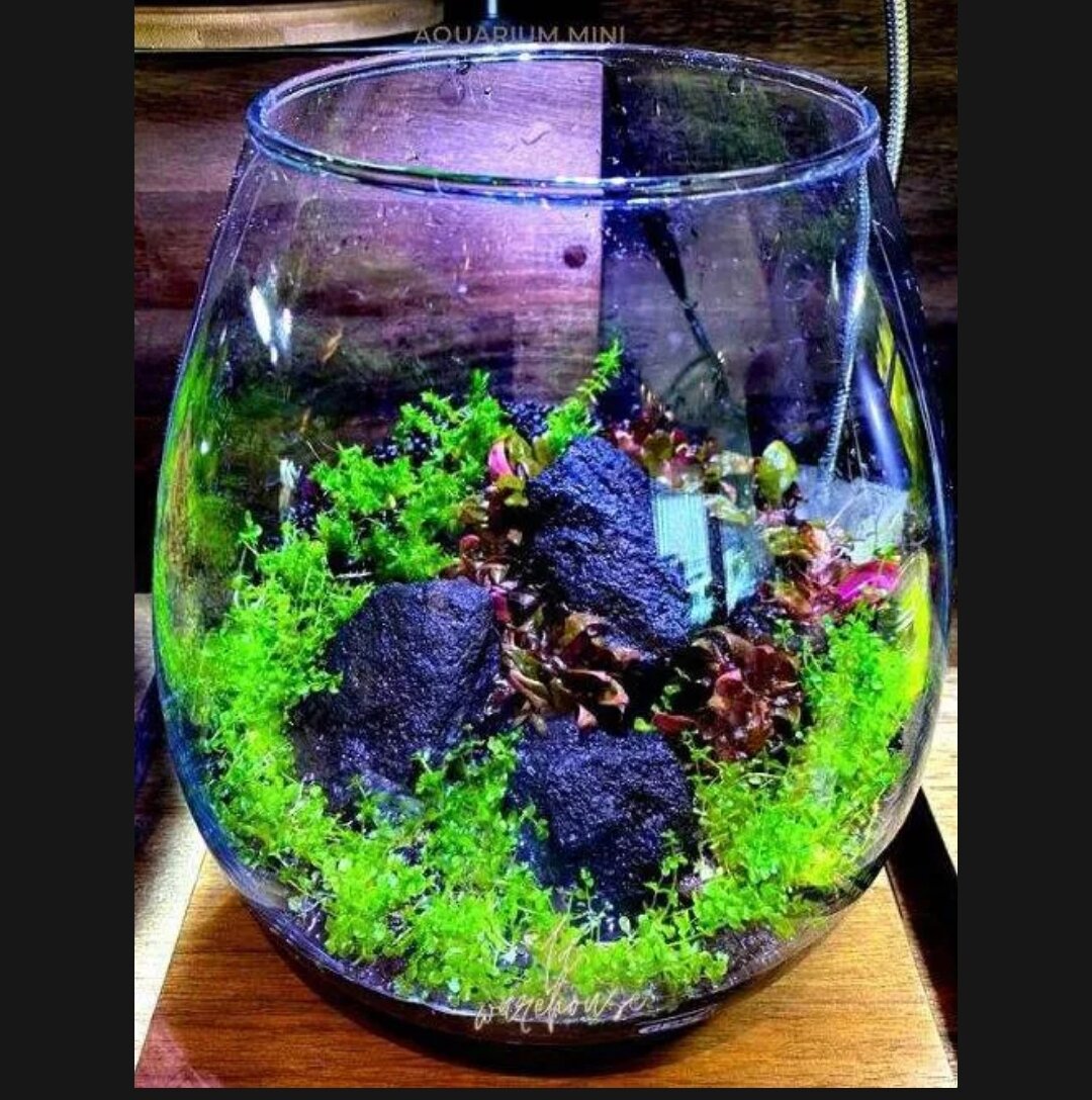 AQUARIUM MINI BULAT KACA, AQUASCAPE, AQUARIUM CUPANG/GUPPY | Lazada ...