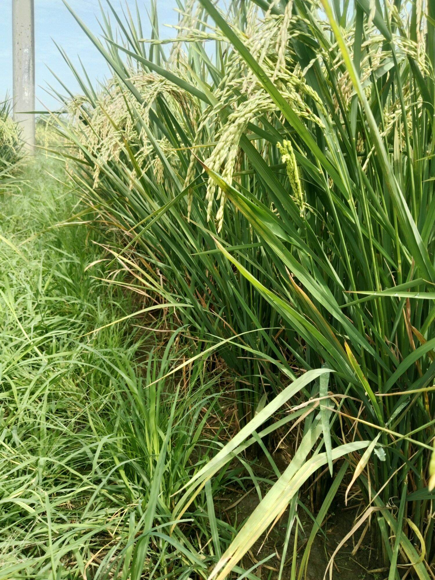 benih padi varientas cigelis jenis terbaru 2025 | Lazada Indonesia